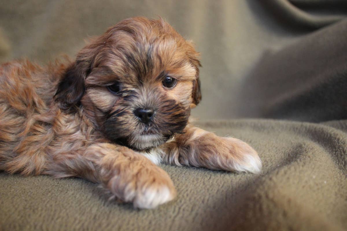 Excited Shih-Tzu Puppy Meeting Timid German Shepherd Is Too Cute for ...
