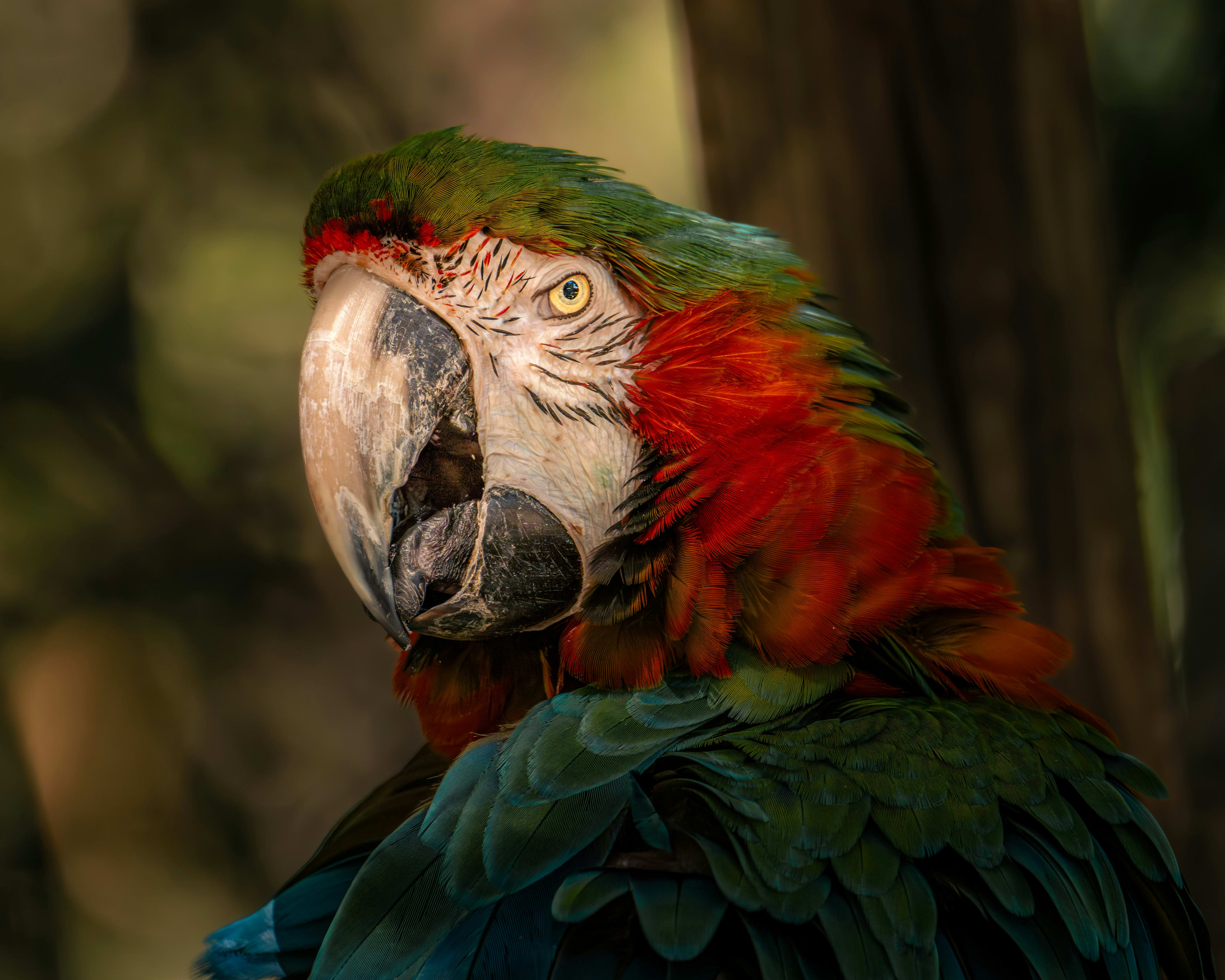 Macaw Hears Lady Gaga, Proudly Announces ‘The Gaga’ and Starts Singing ...