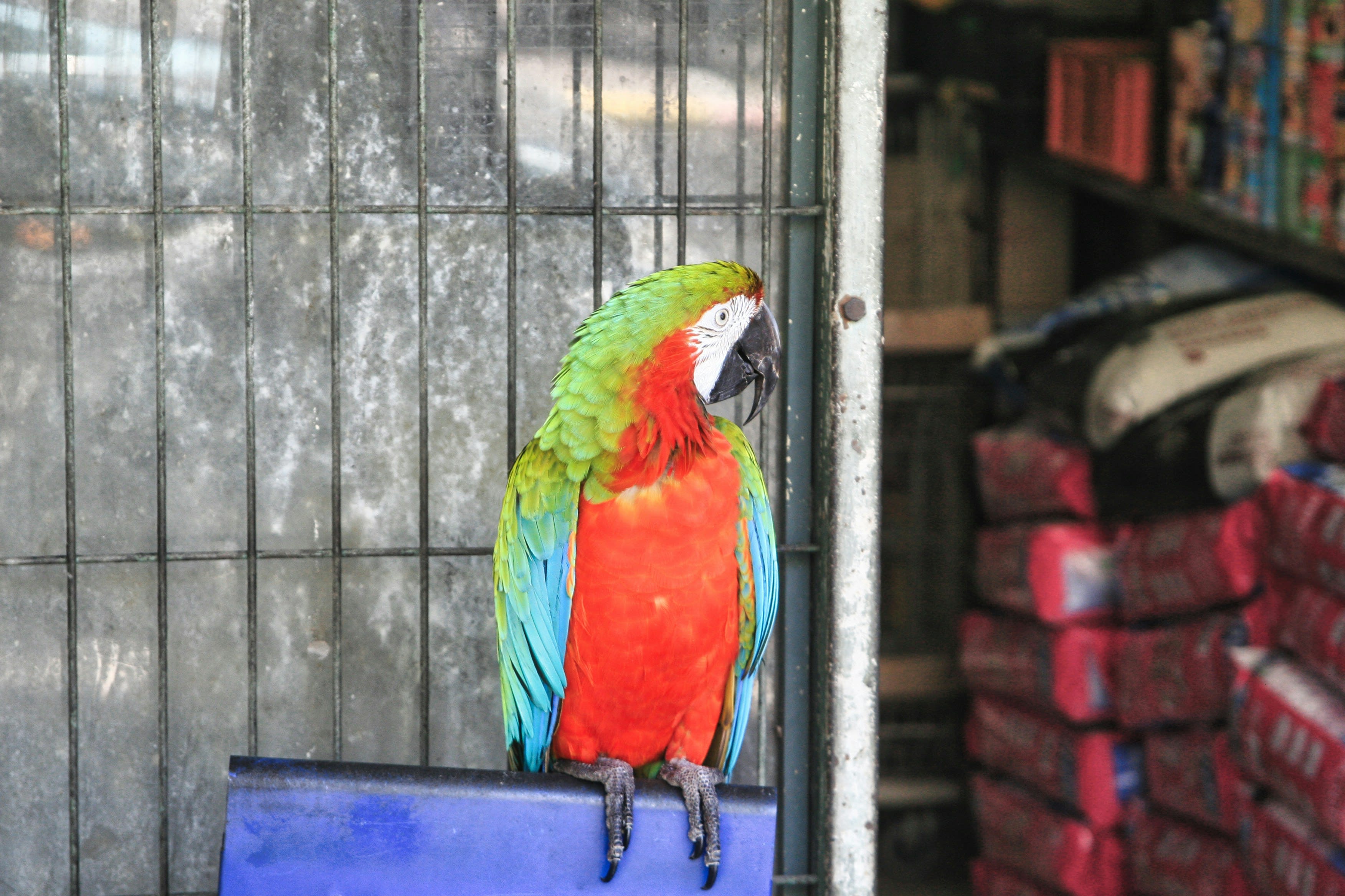 Macaw Hears Lady Gaga, Proudly Announces ‘The Gaga’ and Starts Singing ...