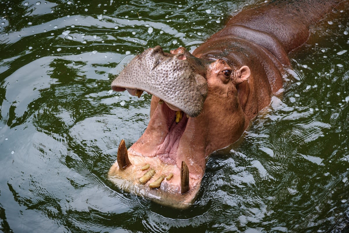 Cute Video of Hippos Being Fed Vegetables Has People Hooked - PetHelpful
