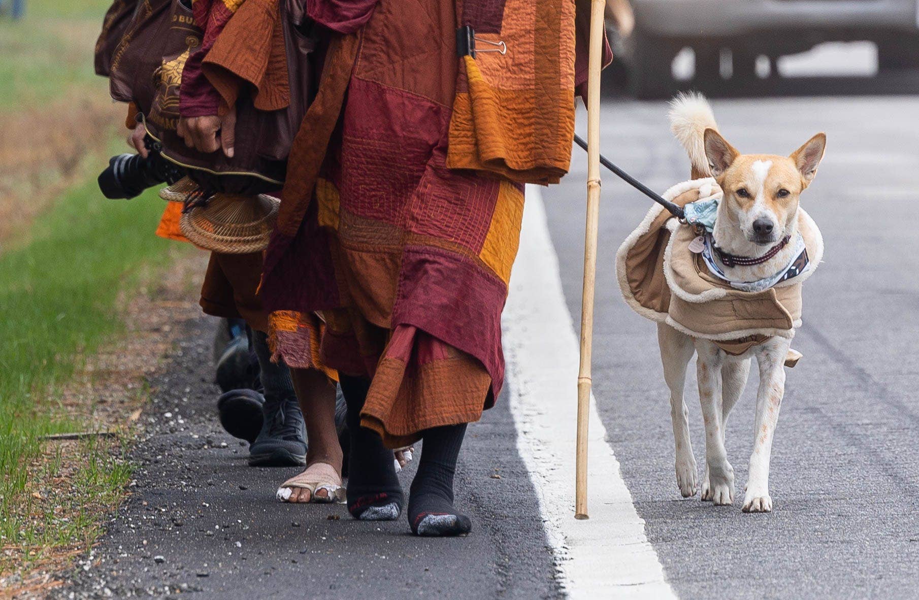 Meet Aloka, Dog Who Joined the Buddhist Monks on the Peace Walk ...