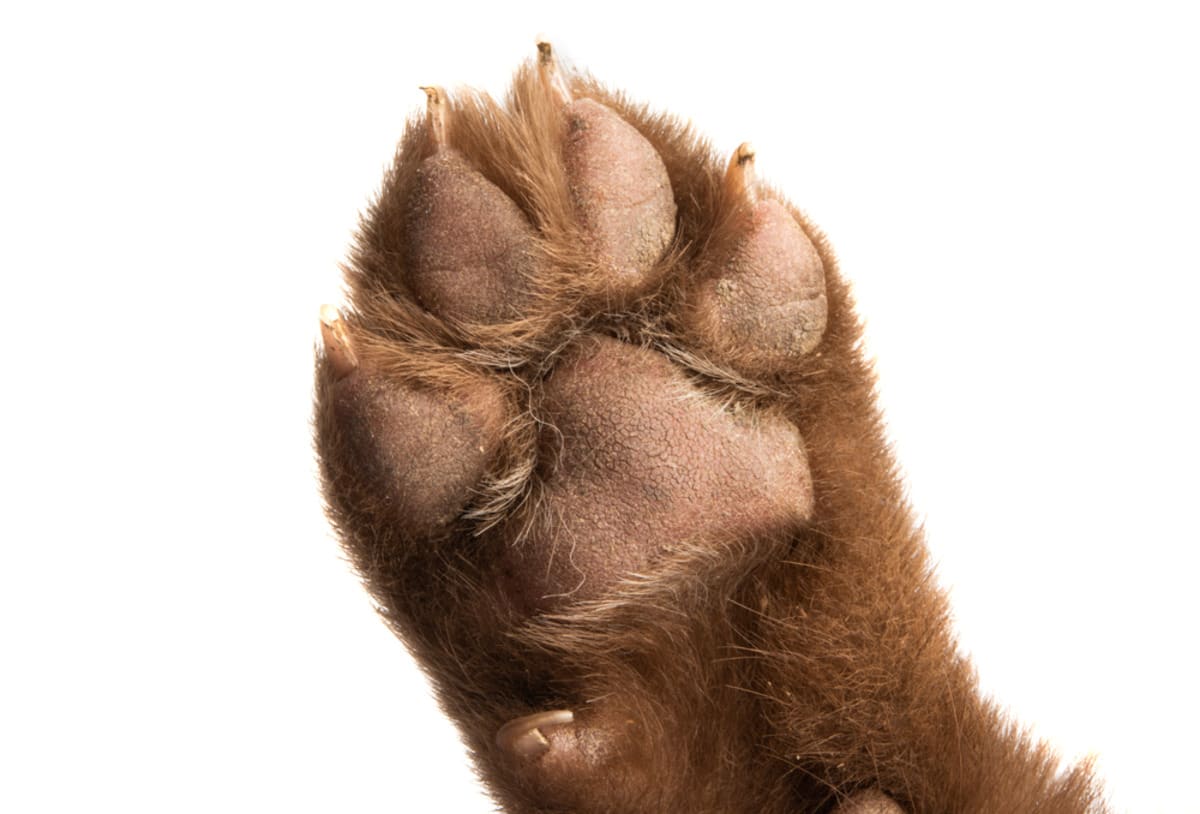 Cat Teaches Golden Retriever Puppy Cute Hand Gesture, and It’s Adorable ...