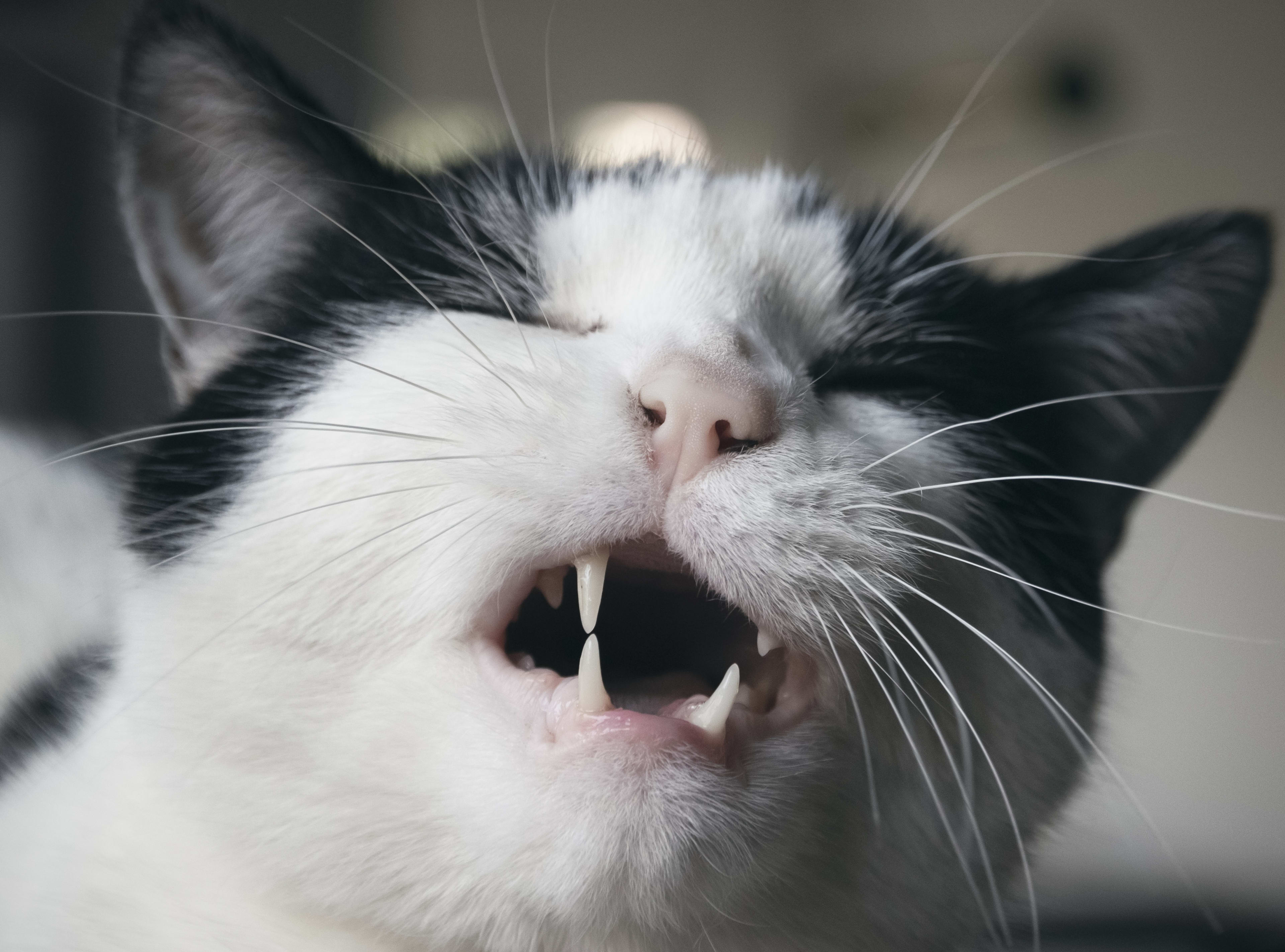 Cat Appears To Be 'Glitching' and It's Too Cute for Words - PetHelpful