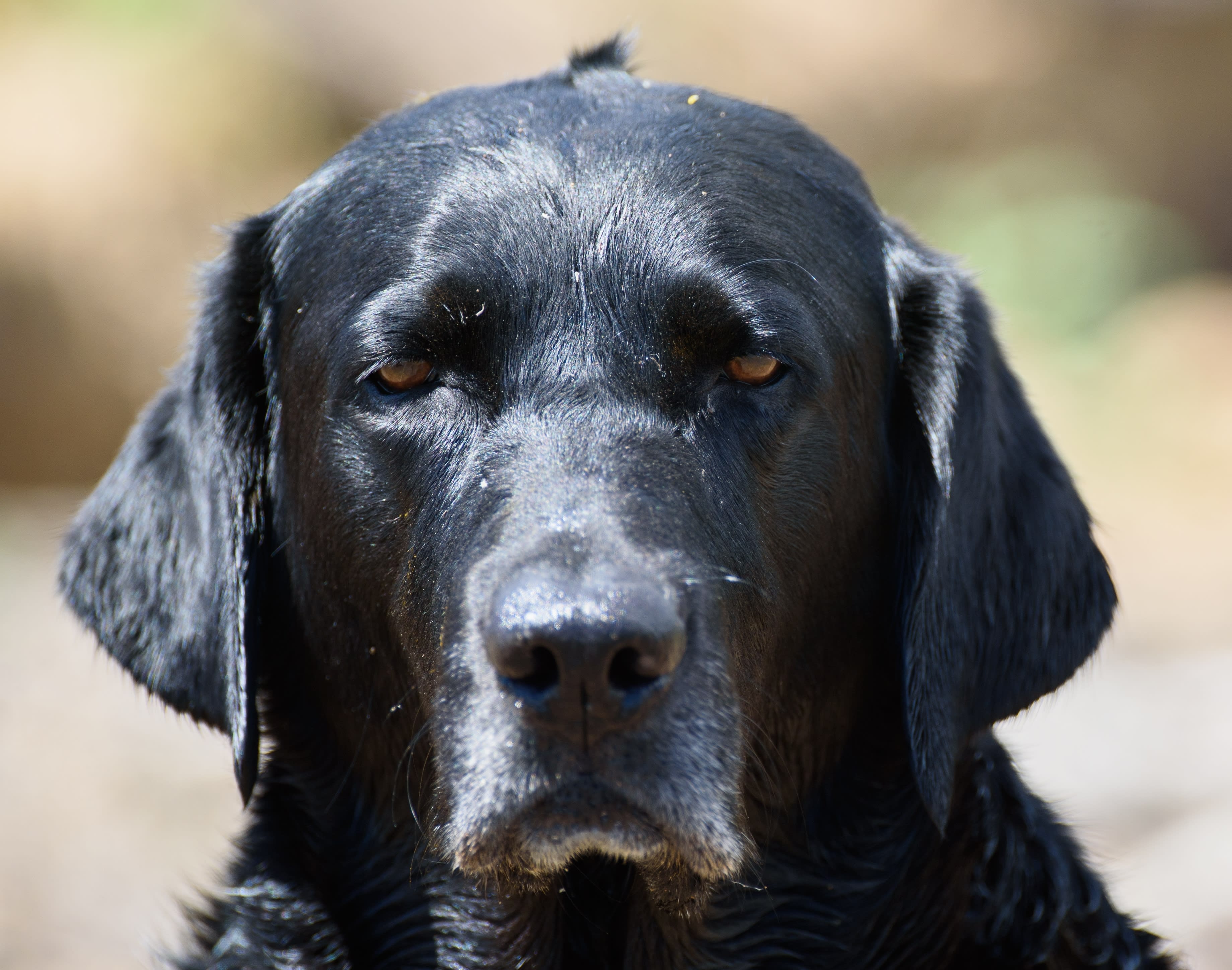 Black Labrador's Funny Way of Holding Grudge Against Mom's Friend Will ...