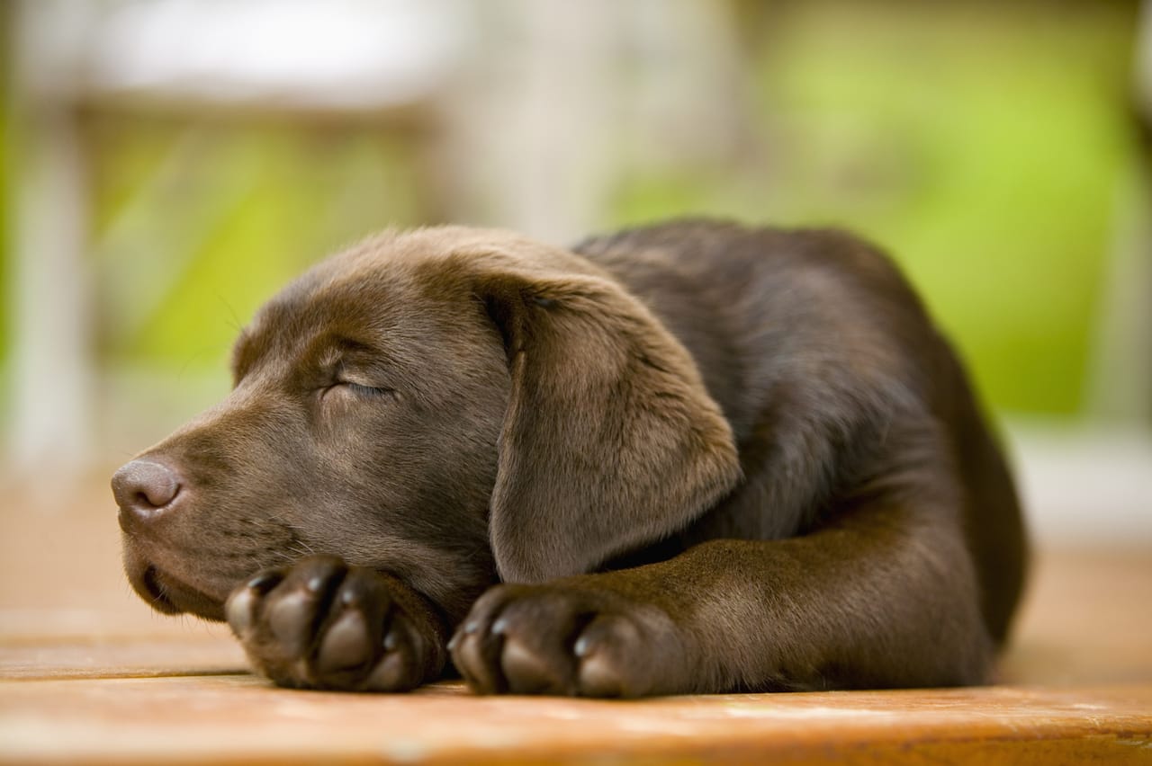 220+ Dog Names for Chocolate Labrador Retrievers - PetHelpful