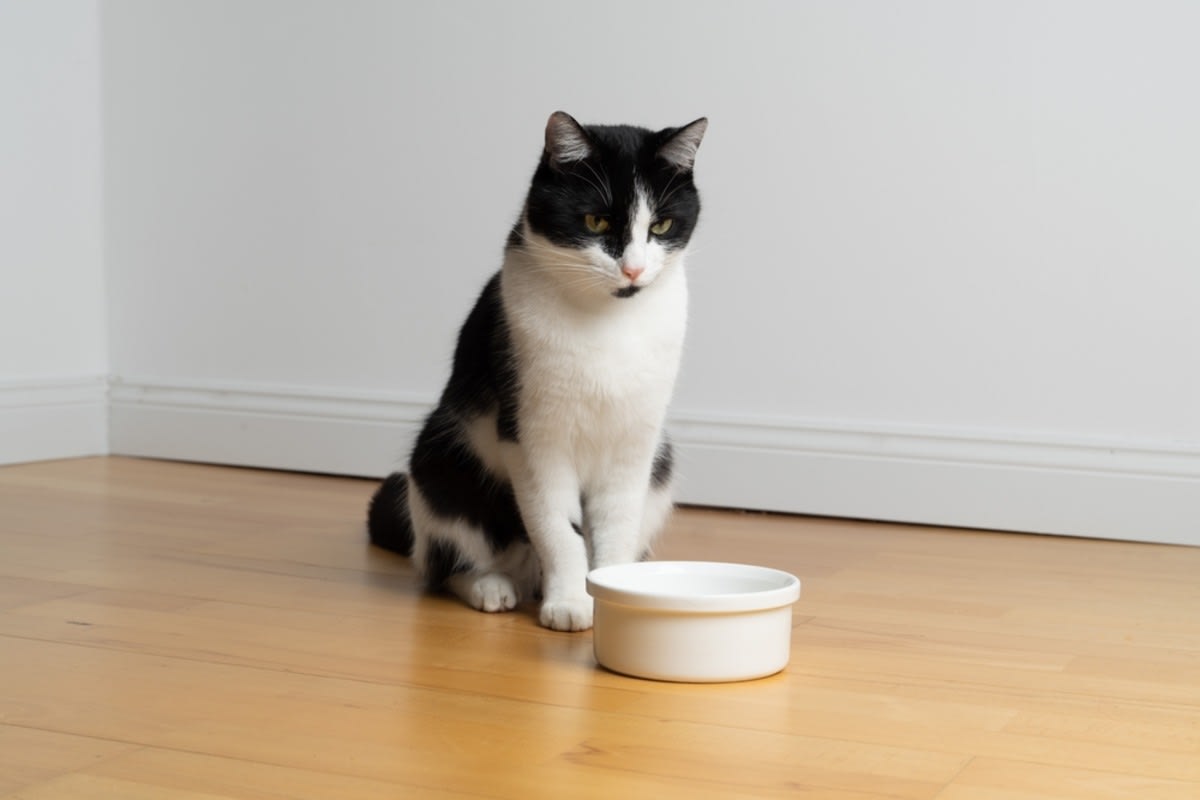 Tuxedo Cat Is the Picture of Disappointment After Hearing the Can ...