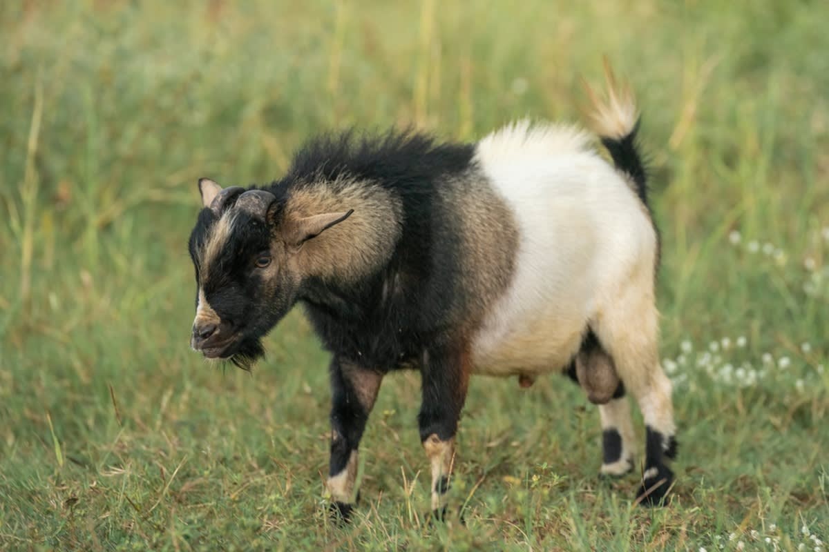Bull and Dwarf Goat Besties Are Absolutely Adorable Together - PetHelpful