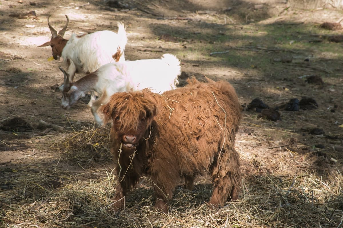 Baby Cow Sneaks Into Goat Pen to Make Friends in Moment of Pure ...
