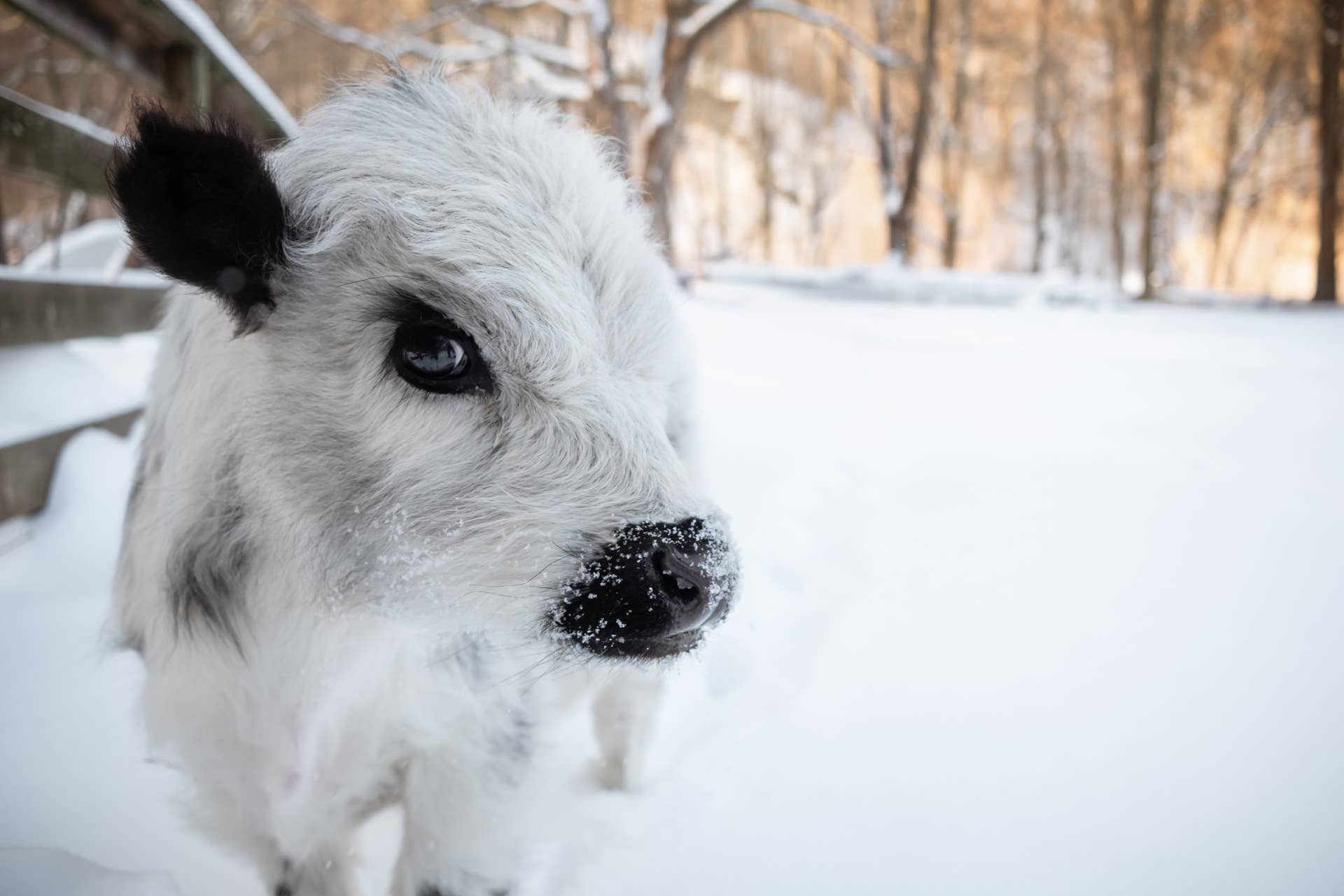 Baby Cow's First Time in Snow Results in the Happiest Zoomies - PetHelpful