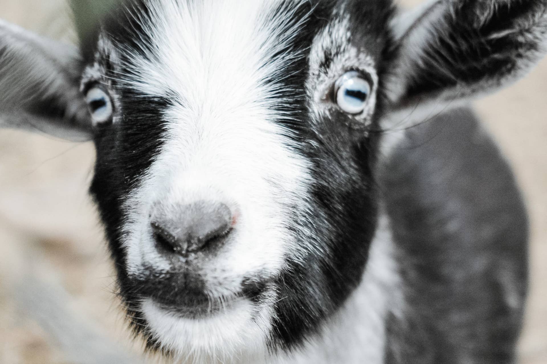 Partially-Blind Dwarf Goat Loses His Sisters and Needs Mom’s Help To Be ...