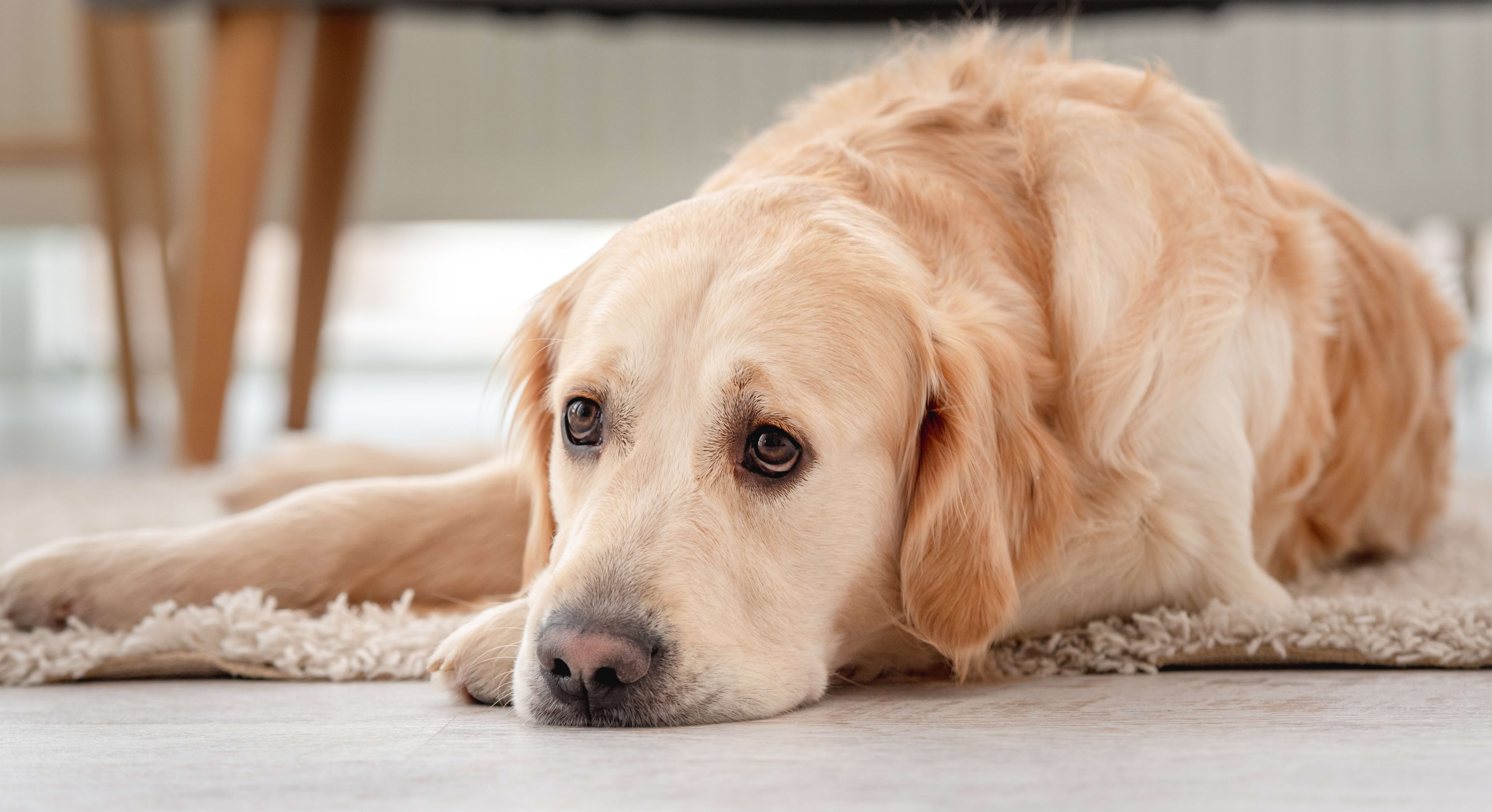 Golden Retriever Has Holiday Hangover Once Dad Goes Back to Work ...