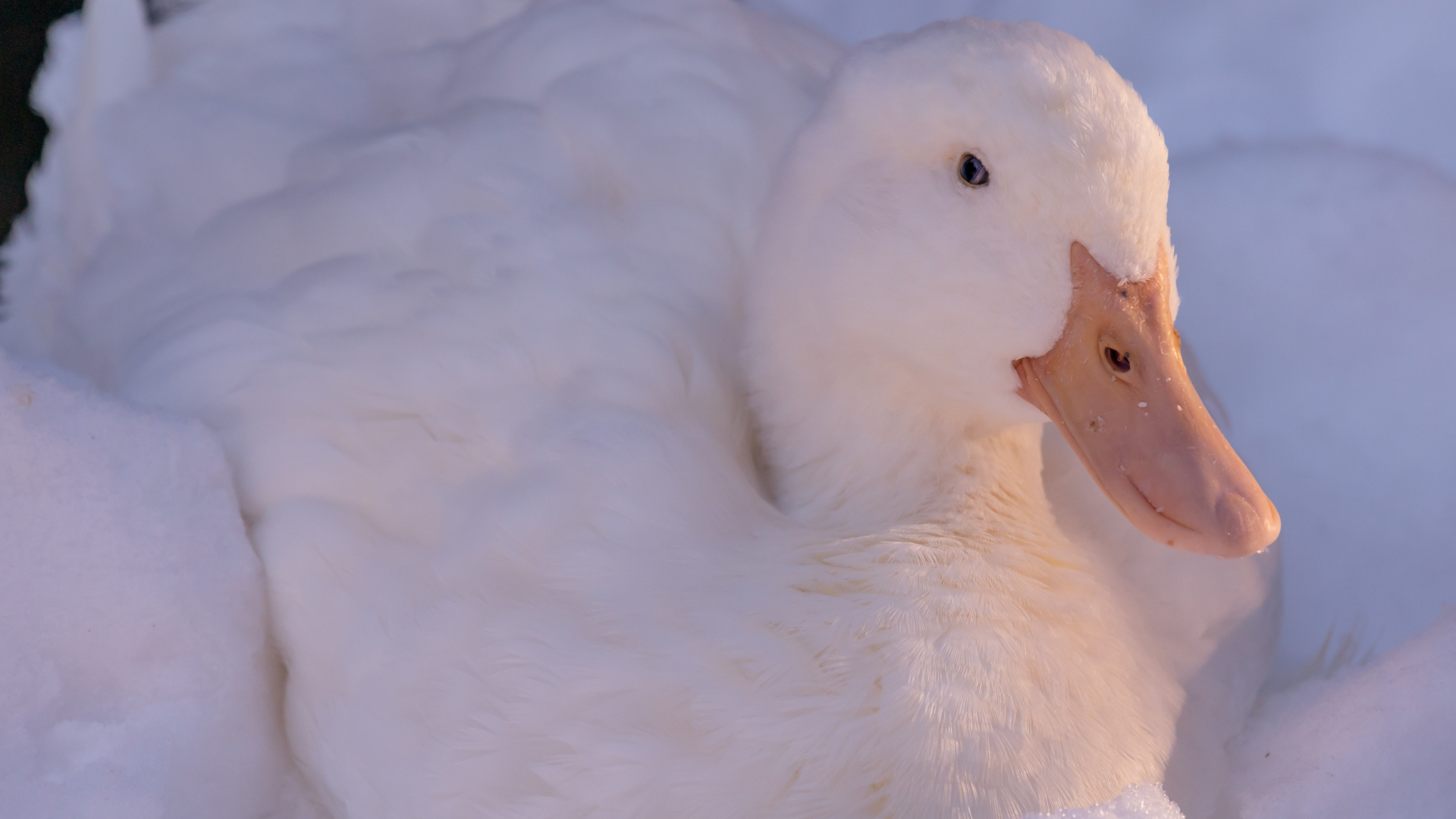 Video of Pekin Ducks Trotting in the Snow for the First Time Is a ...