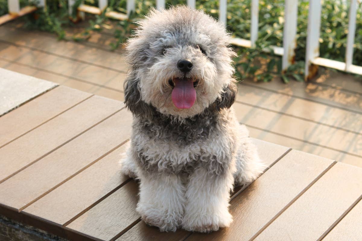Fluffy Maltipoo's Joyful Tap Dancing Captivates Her Audience - PetHelpful