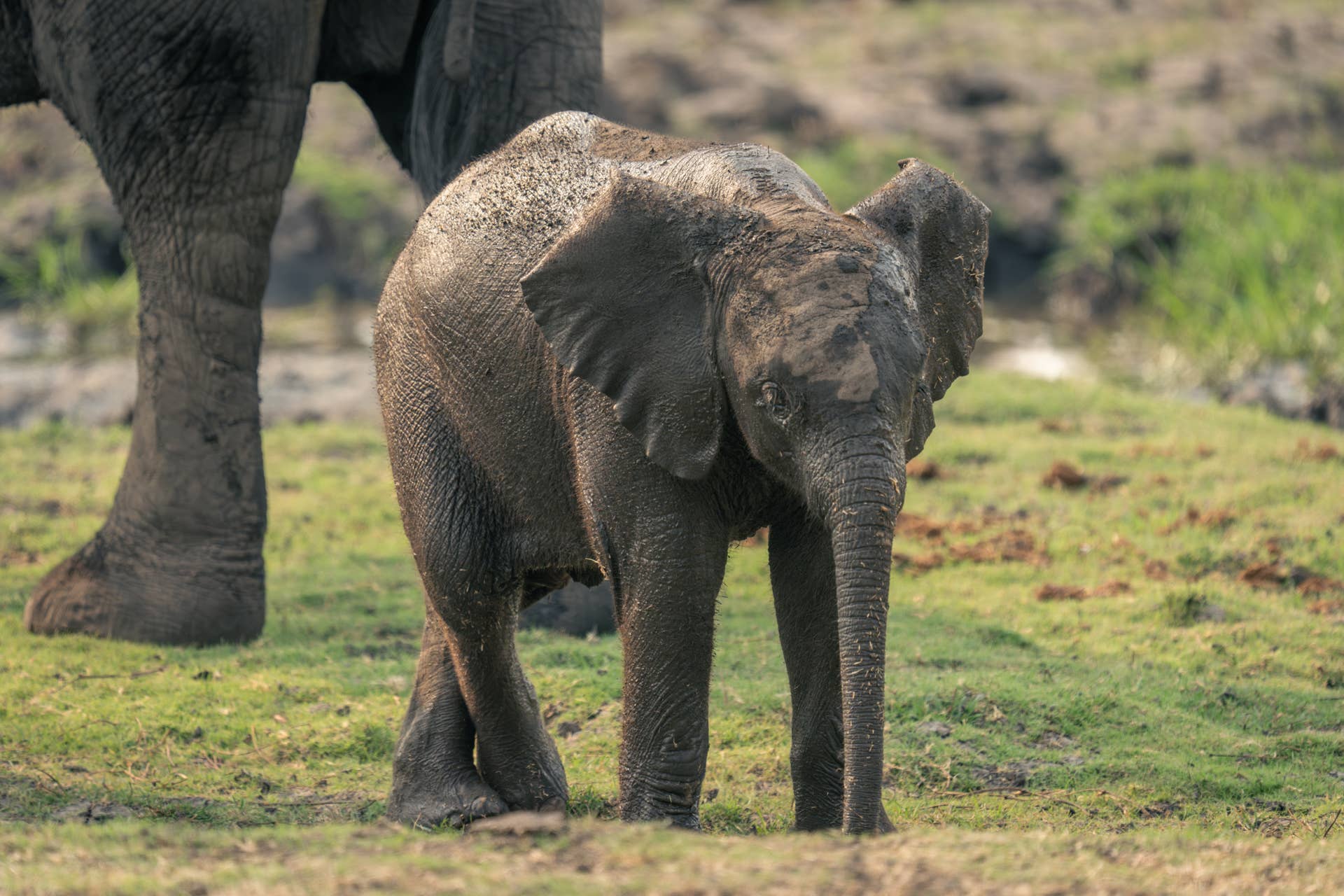 Young Elephant Poses Like a True Gentleman With Crossed Legs and Straw ...
