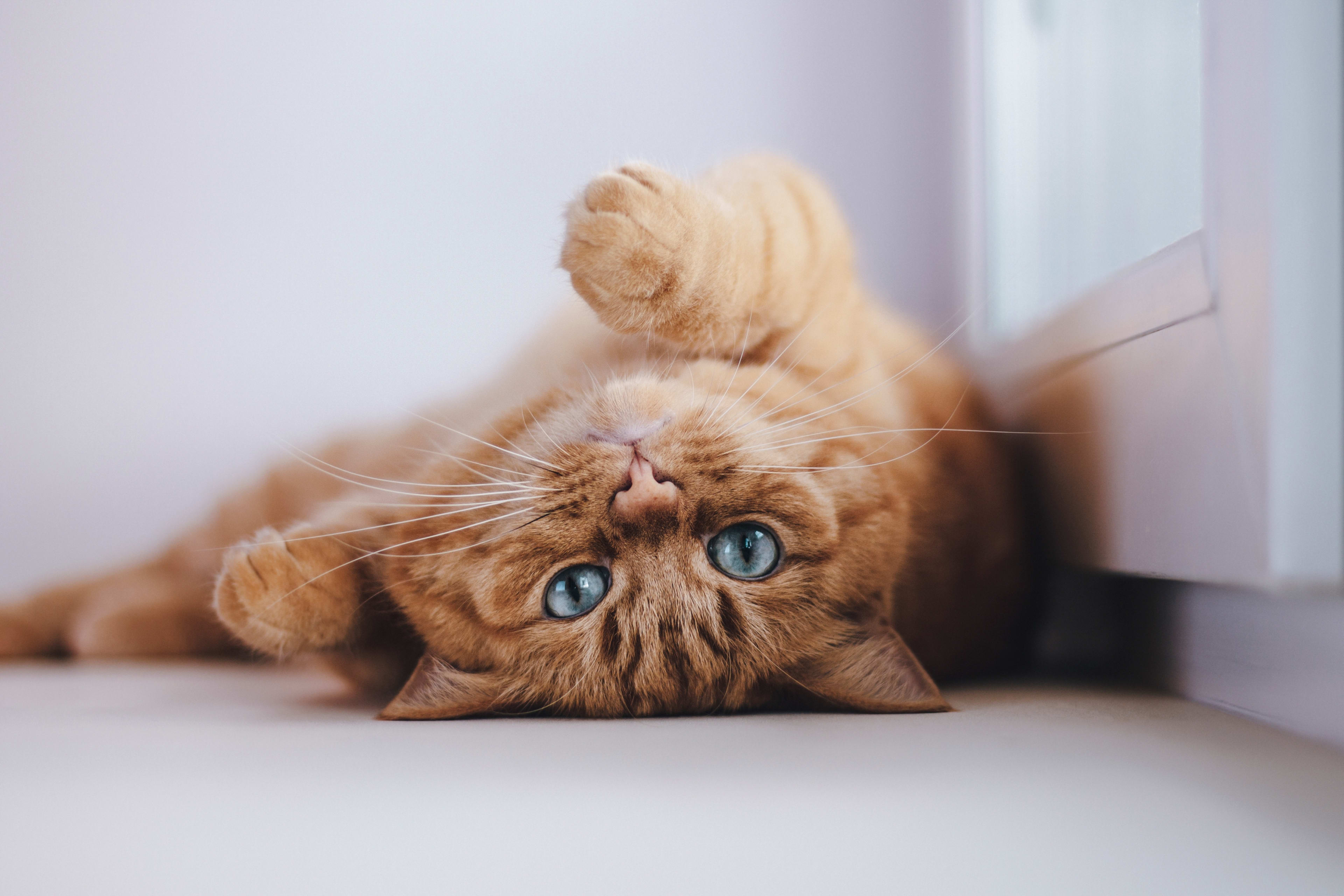 This Cat Compression Box Is Getting '4 Paws Up' - PetHelpful