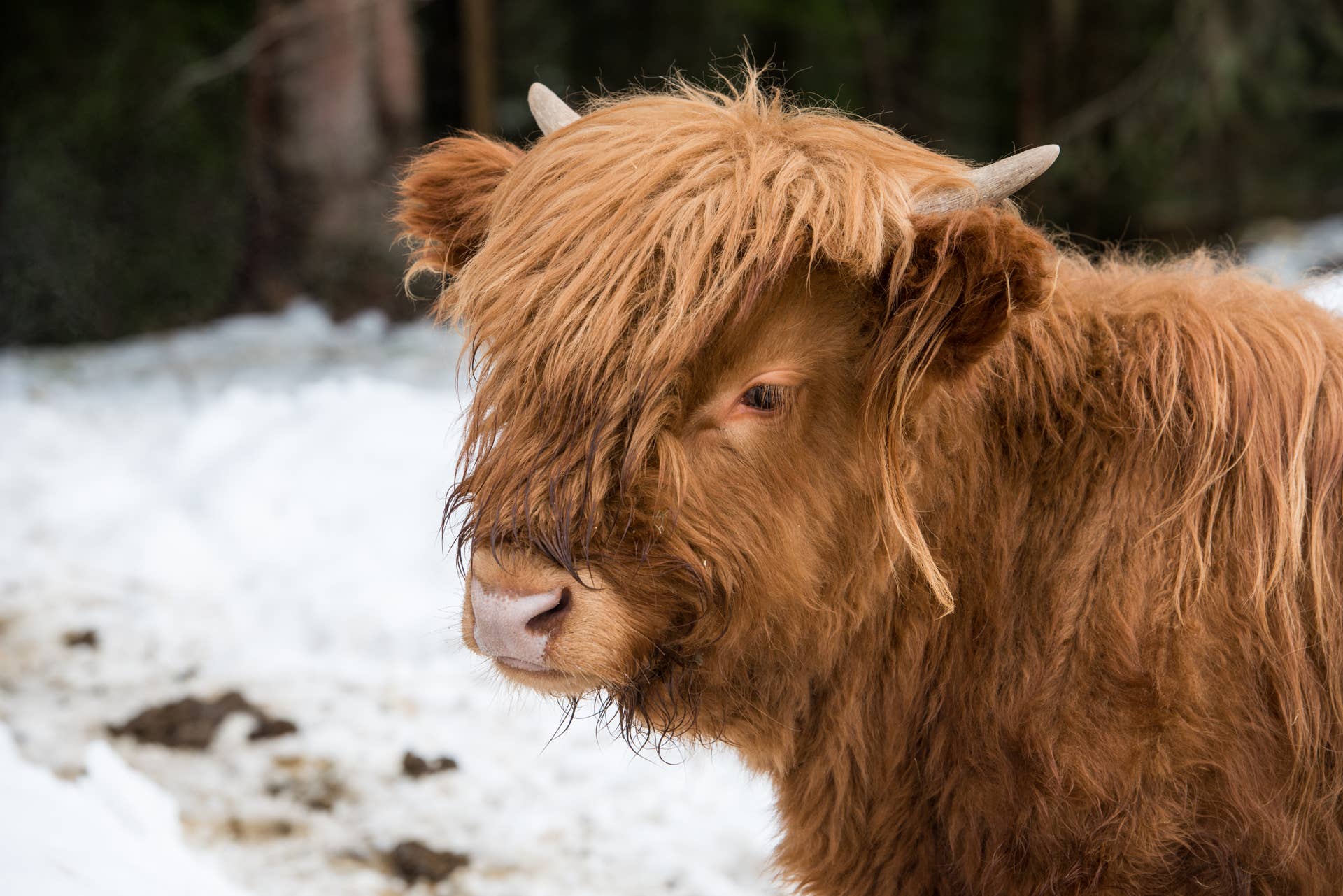 Highland Cow Embracing Snow Is Most Peaceful Thing You'll See - PetHelpful