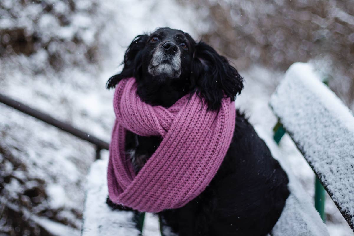 Musical Cocker Spaniel Singing Along With Christmas Carolers Knows His ...