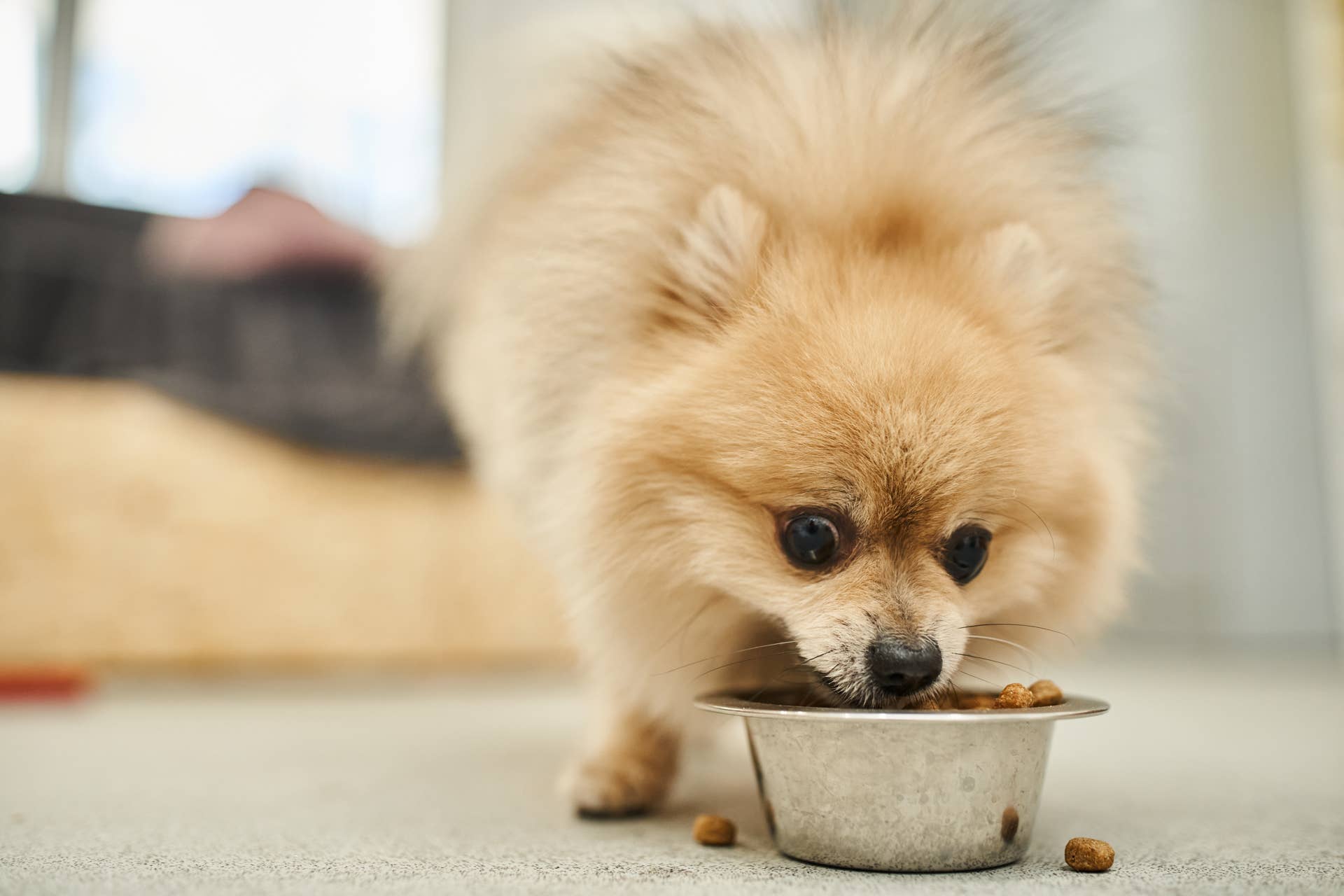 This Pomeranian’s Pre-Dinner Spins Are Peak Food Excitement - PetHelpful