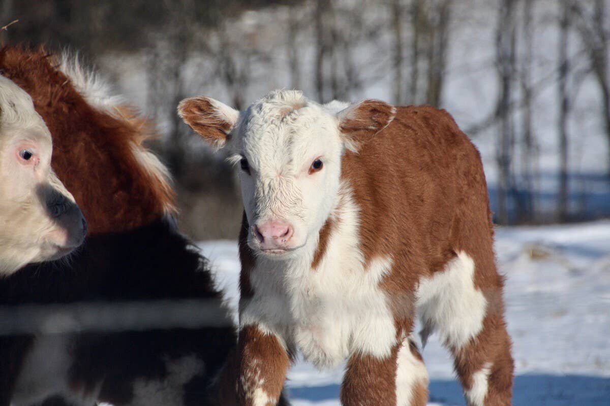Baby Cows’ Snow Time Fun Is Full of Precious Magic - PetHelpful