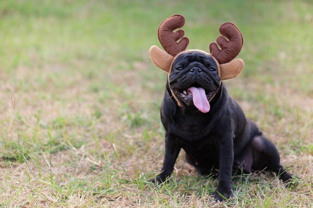 Pug Dresses Up As ‘Squishy Reindeer' and Hilariously Tries Greeting ...