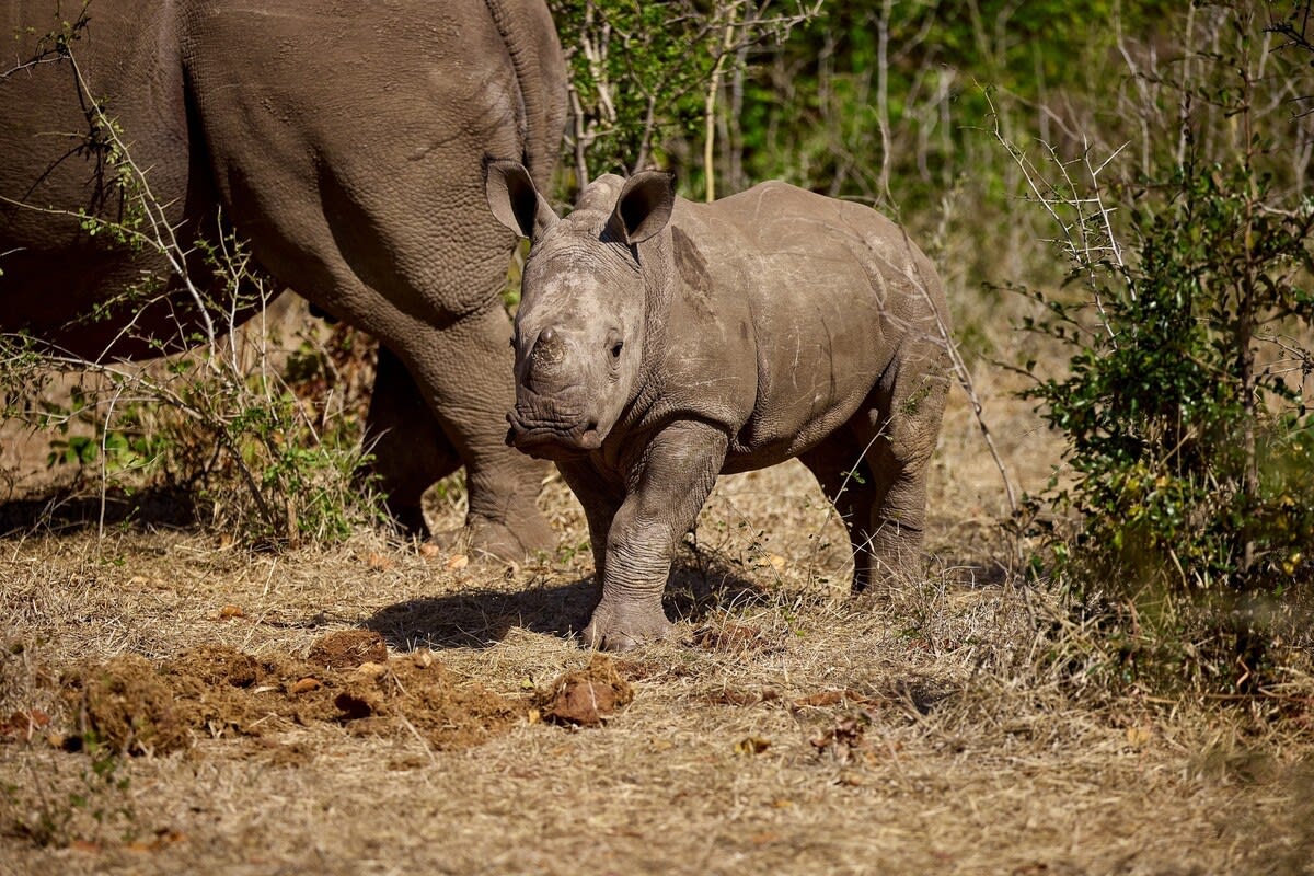 Baby Rhino’s First Steps at Fresno Zoo Are Too Precious for Words ...