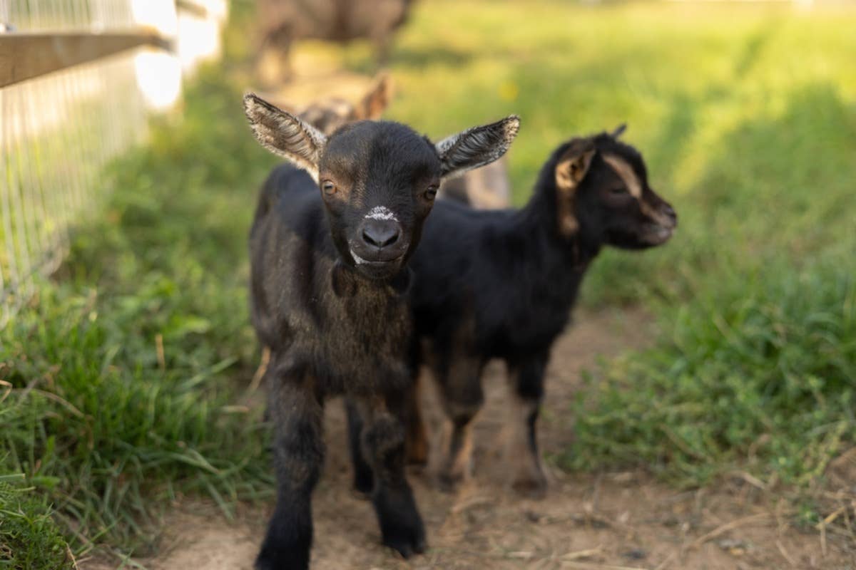 Baby Goat Born With Teeth