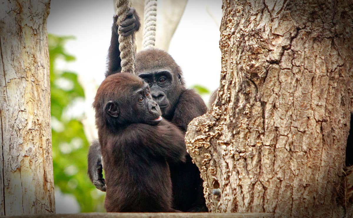 Young Gorillas Demonstrate Classic “Sibling Behavior’ at Fort Worth Zoo ...