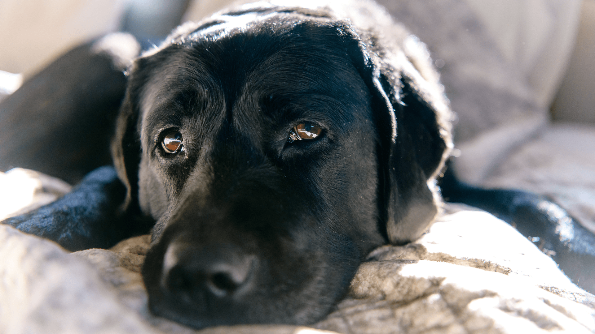 Black Labrador Retriever Is Feeling a Lazy Day and Has the Funniest Way ...