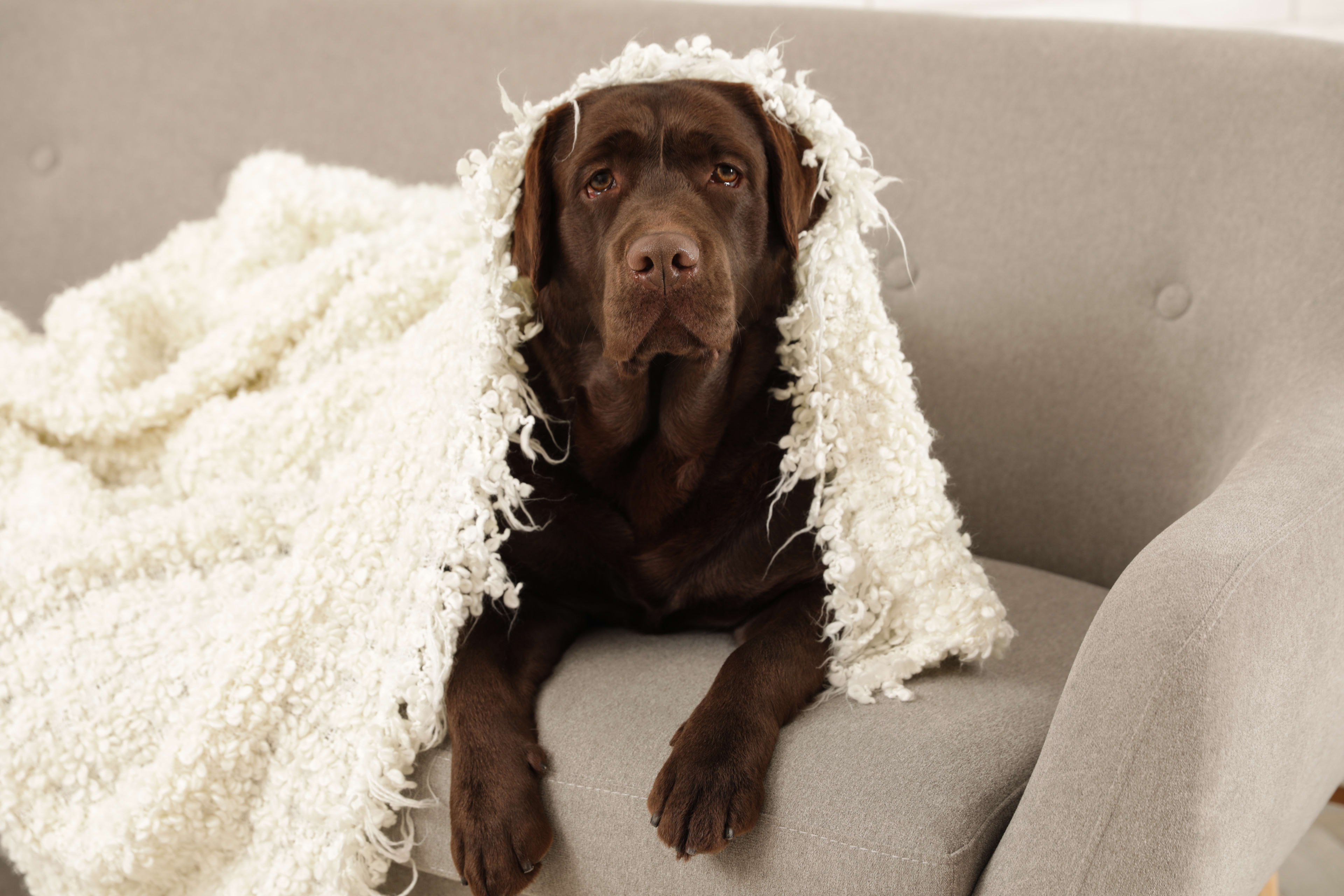 Heartbroken Chocolate Labrador Thinks She Was Forgotten During ...