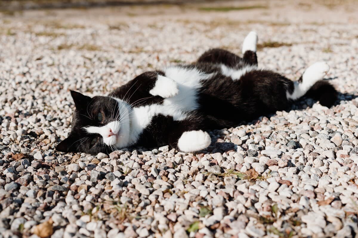 Sunbathing Feral Cat Is Living the Life We Can Only Dream Of - PetHelpful