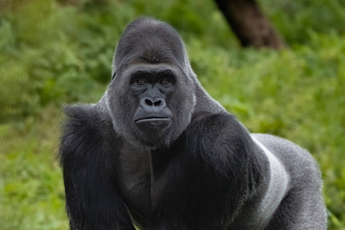 Man Charged by Silverback Gorilla Somehow Keeps His Cool - PetHelpful