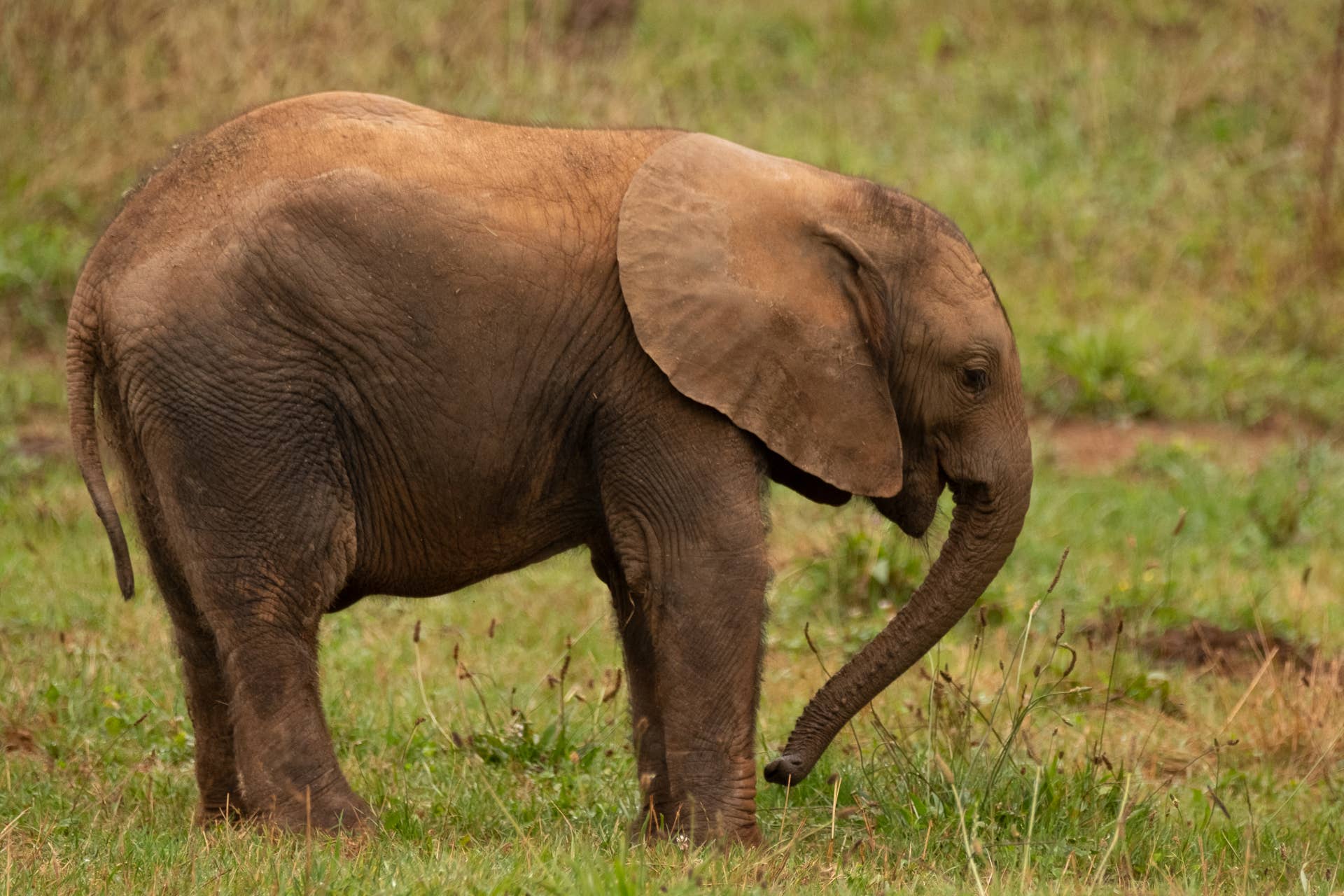 Baby Elephant Has an Emotional Support Tire and We Totally Get It ...