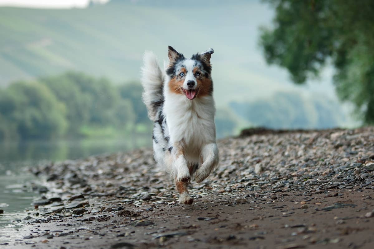 Australian Shepherd Battling Extreme Winds While on a Walk Has Everyone ...
