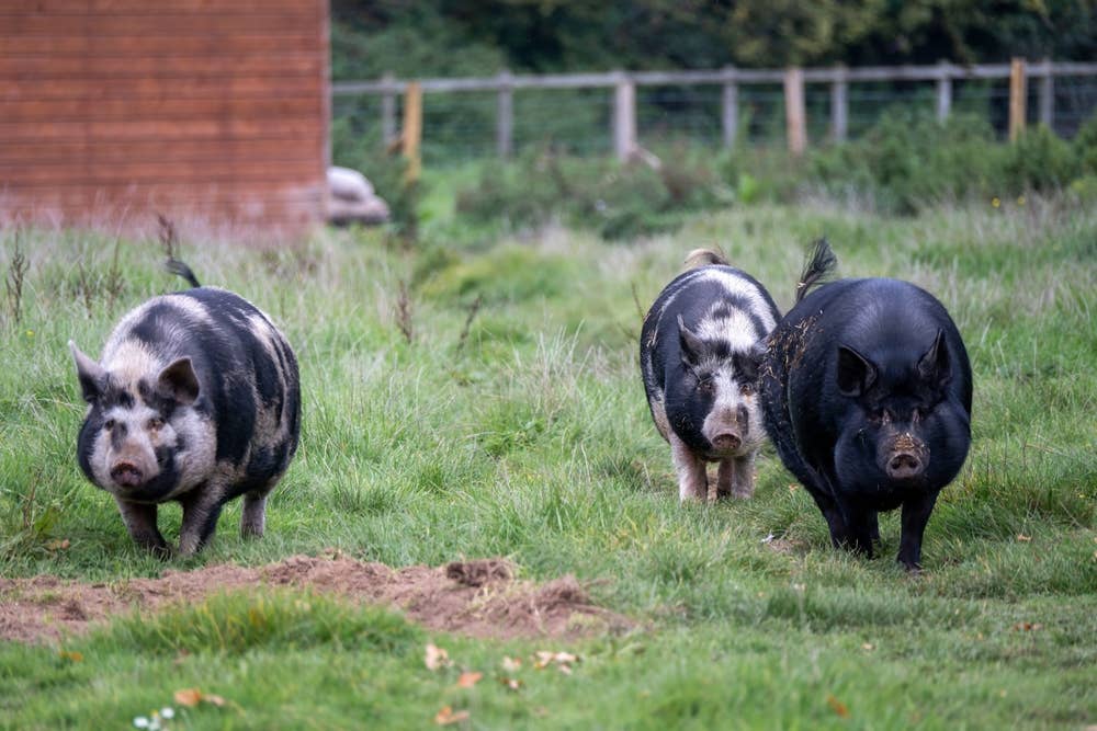 Pigs Get Caught Trying to Steal Chickens’ Food and Their Reaction Is ...