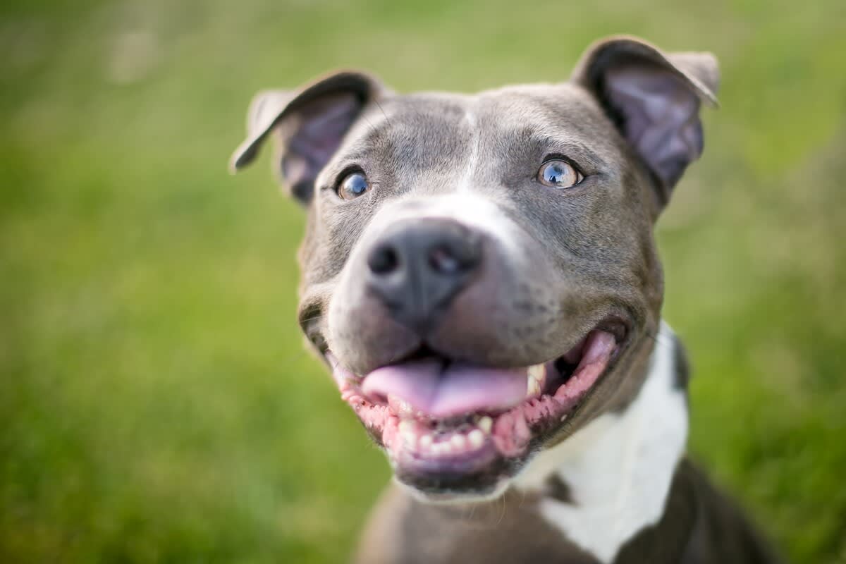 This Dog Can't Control His Zoomies In New Backyard - PetHelpful