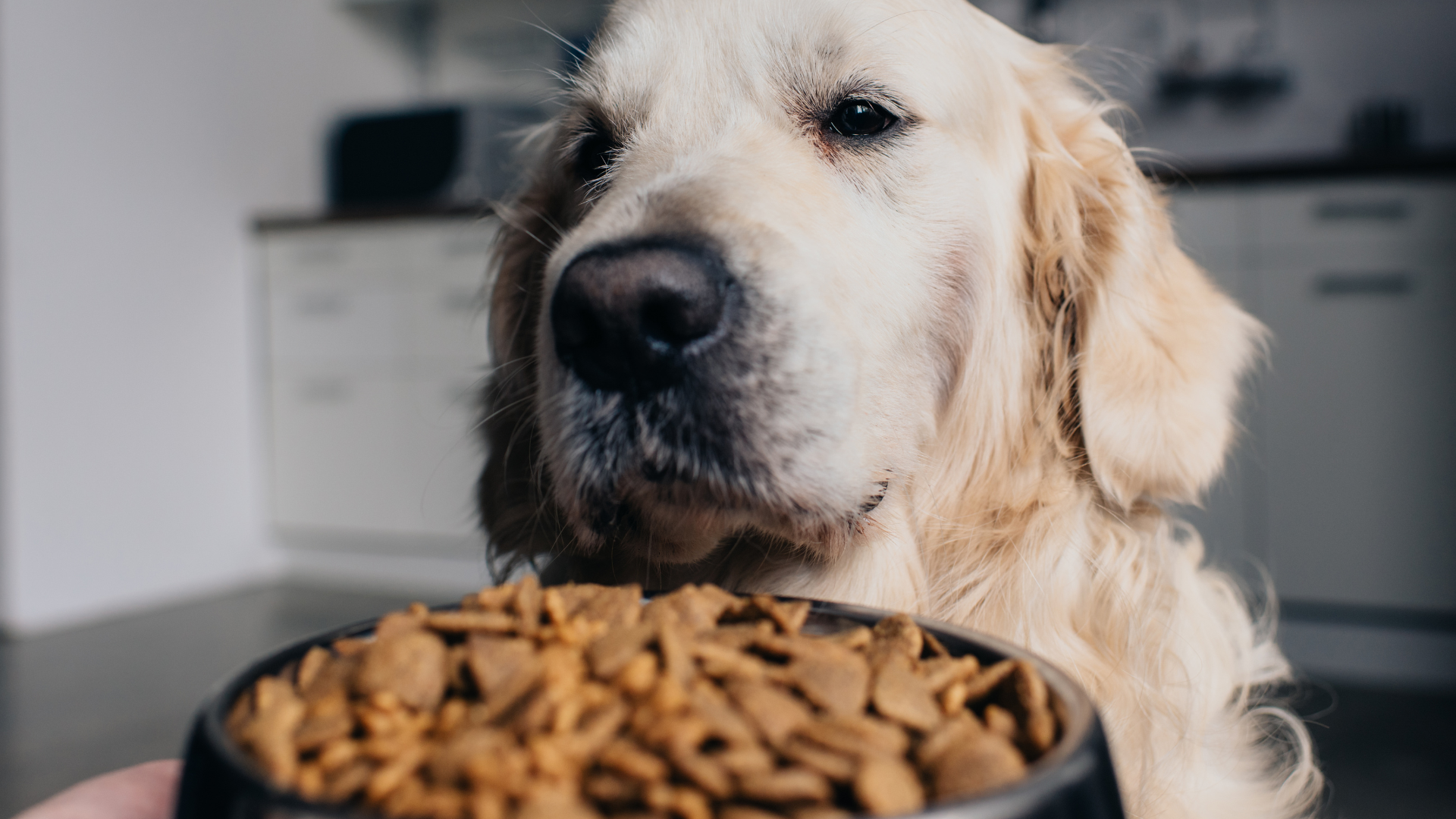 Golden Retriever's Special Way of Thanking His Humans for His Dinner Is ...
