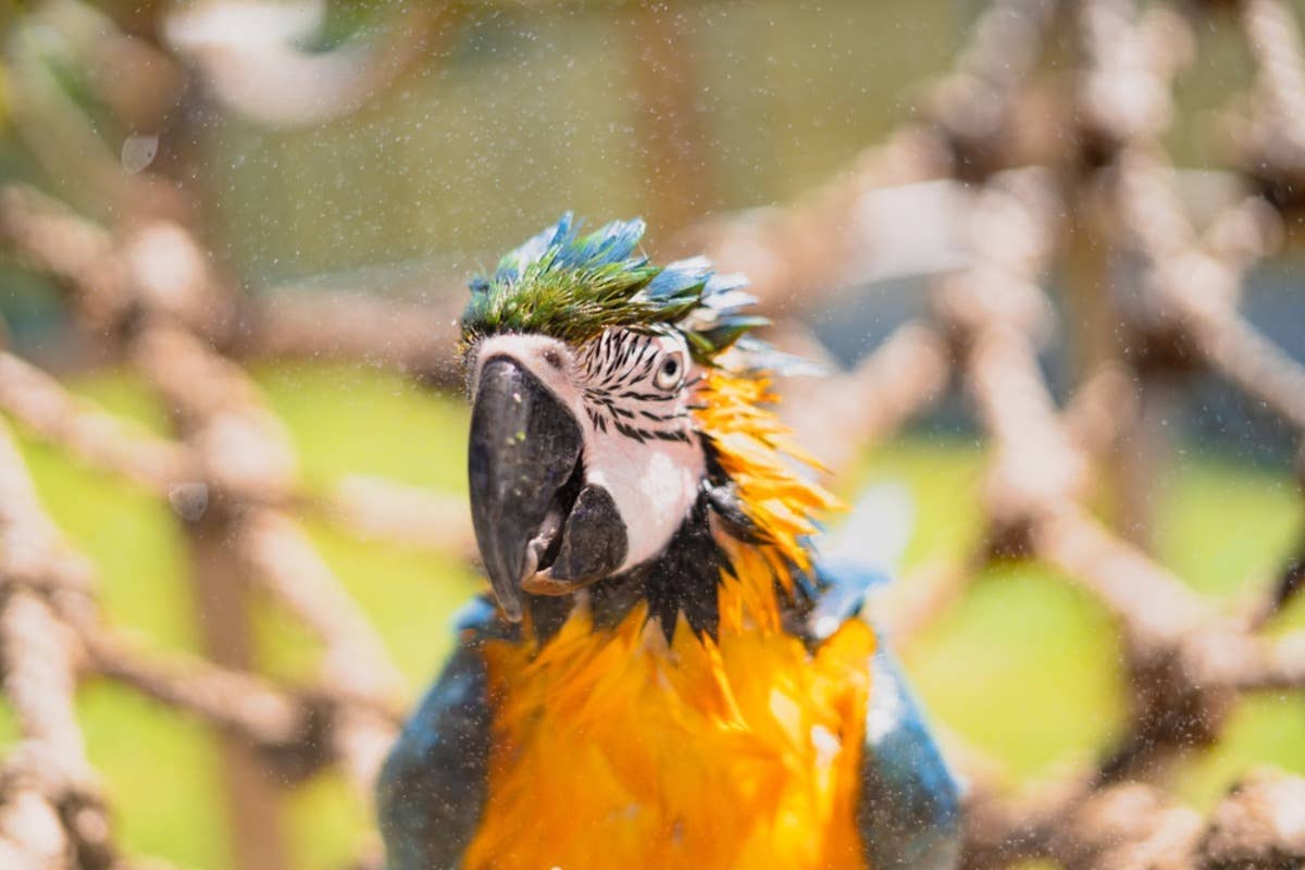 Macaw’s Excitement Over Shower Time Is Too Cute to Resist - PetHelpful