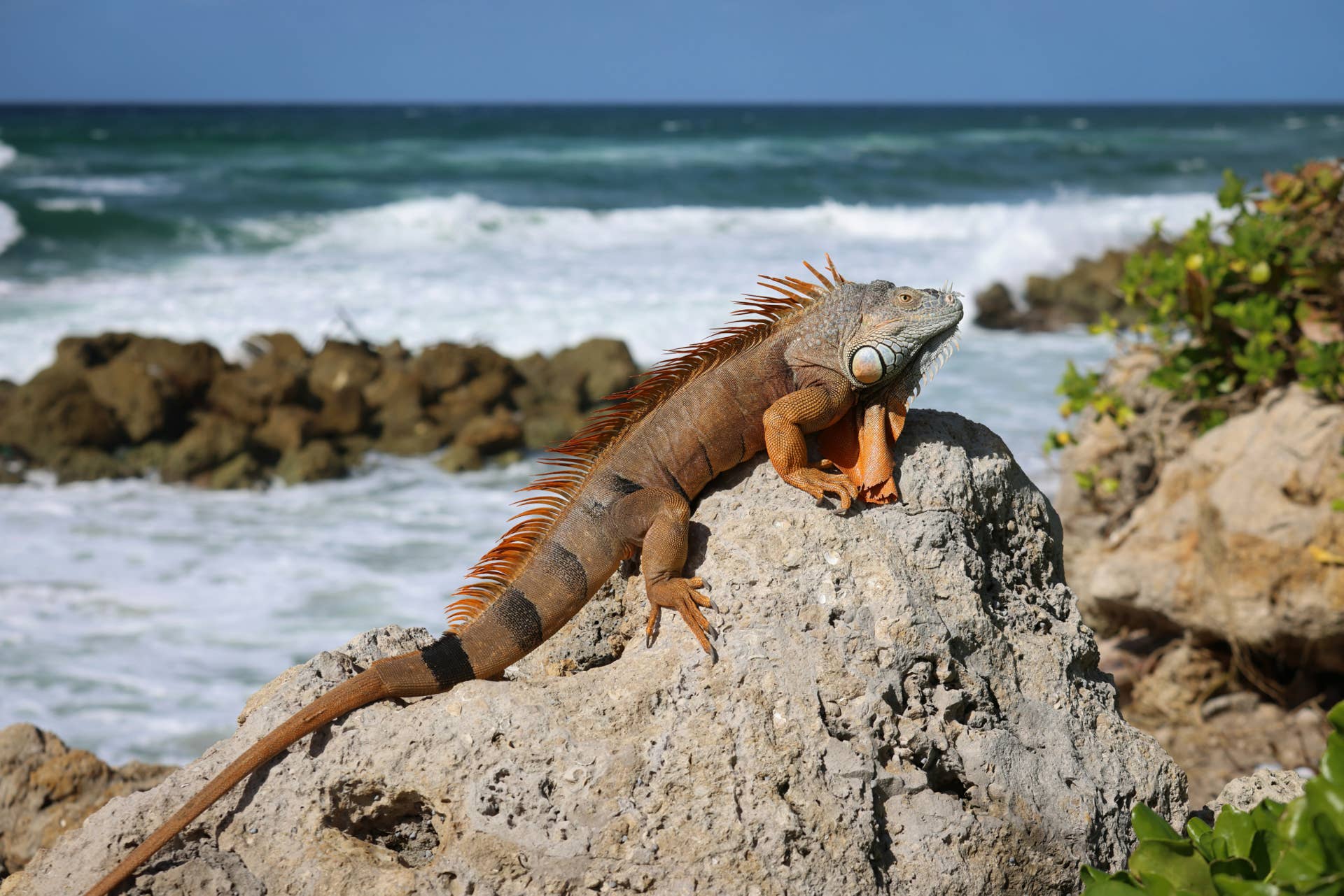 It’s So Cold, Iguanas Are Falling From the Sky in Florida - PetHelpful