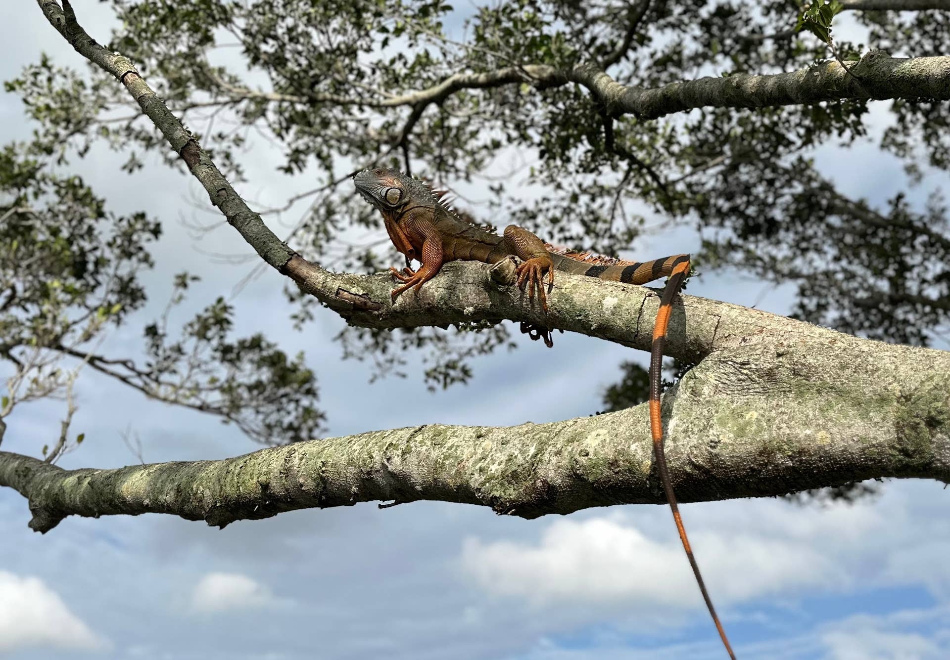 It’s So Cold, Iguanas Are Falling From the Sky in Florida - PetHelpful