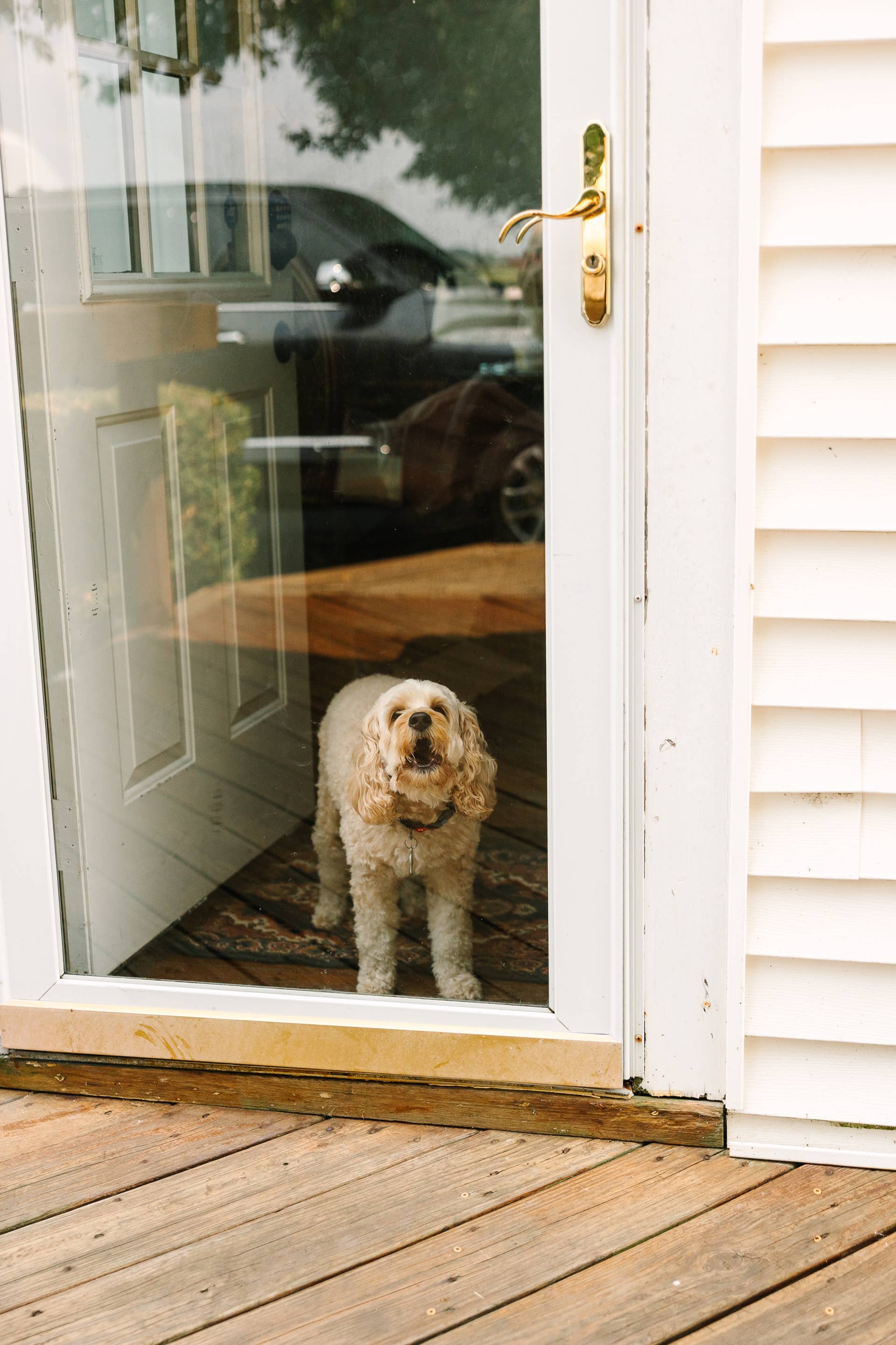 Dog Barks at Absolutely Nothing and Her Mom Proudly Supports Her ...