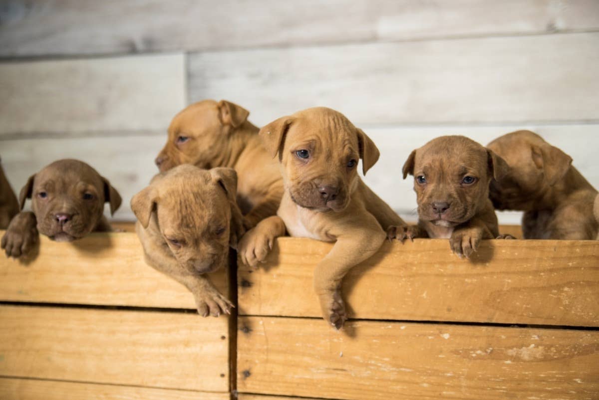 Pit Bulls’ Excitement When Meeting Foster Puppies Is Melting Everybody ...