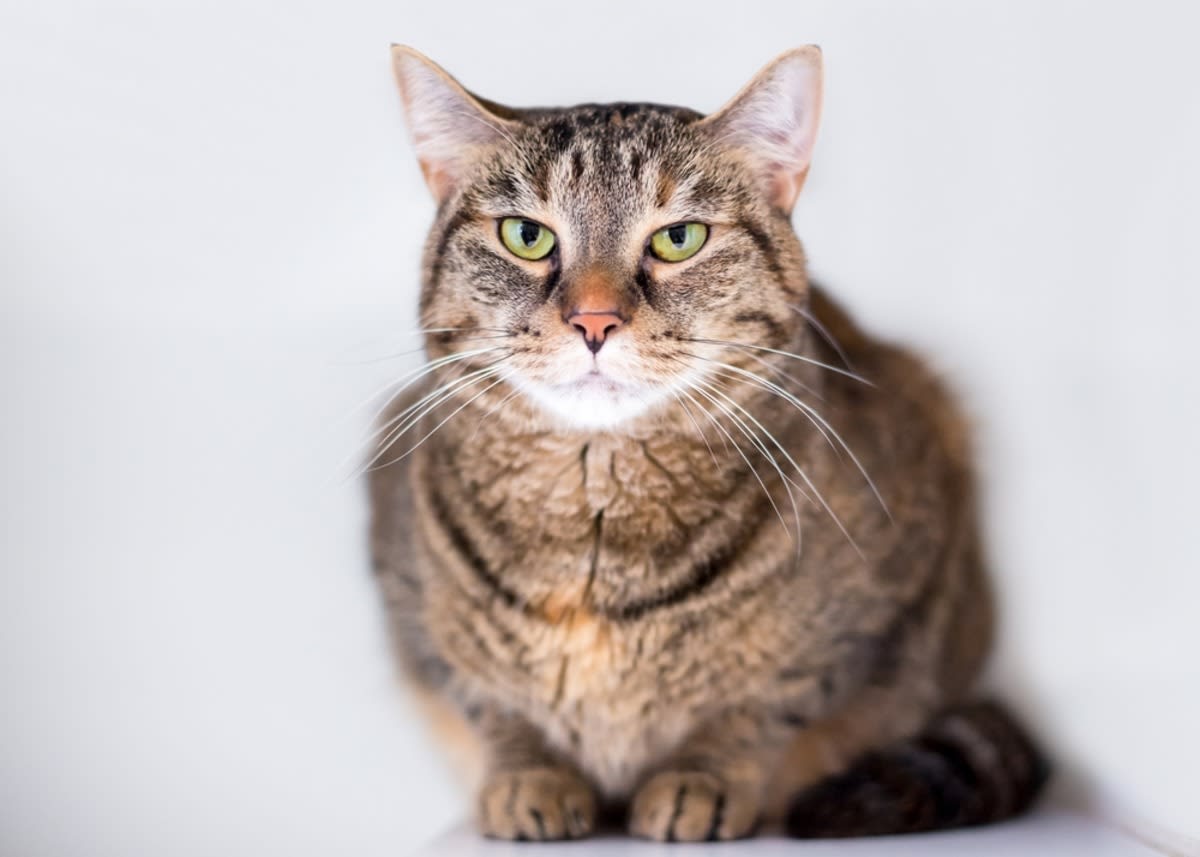 Grouchy Cat Describes His Bad Day, and Everybody Can Relate - PetHelpful