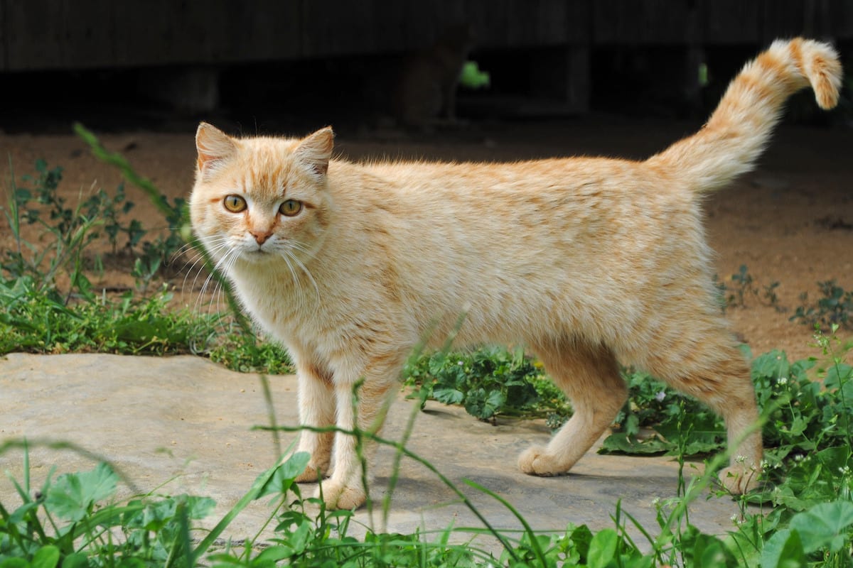 Unbothered Orange Cat Couldn't Care Less That She's Soaking Wet From ...