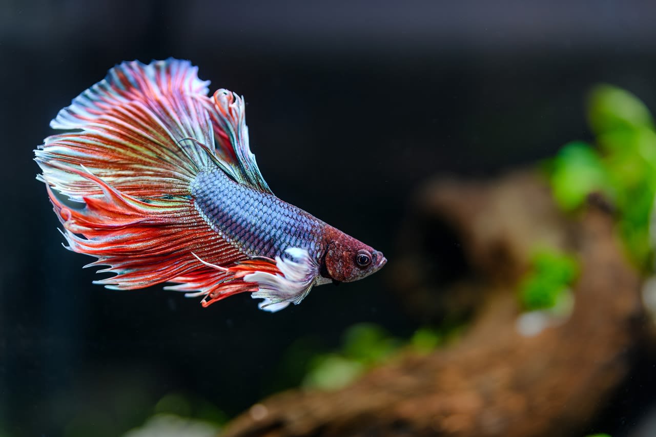 Top Betta Fish Questions Answered: Care, Behavior and Health - PetHelpful