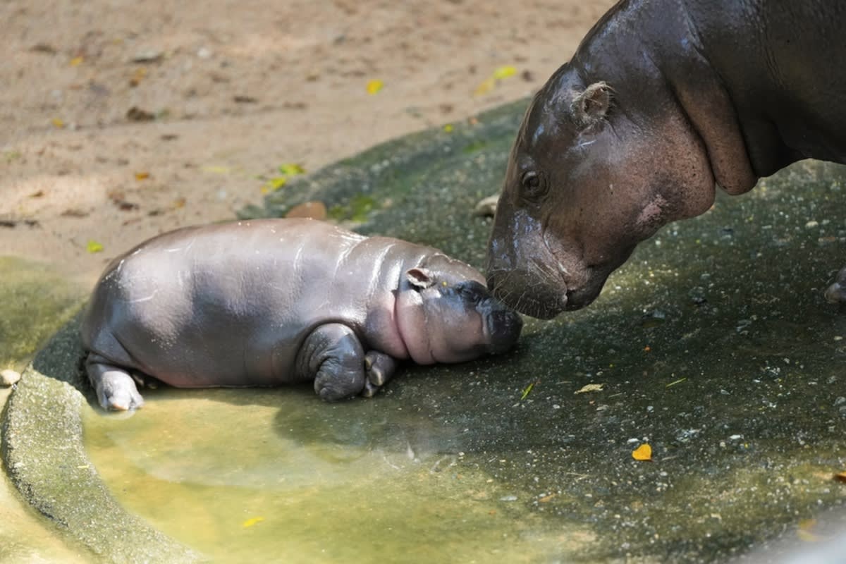 Baby Pygmy Hippo Gets the ‘Mom Stare’ After He Refuses to Listen to ...