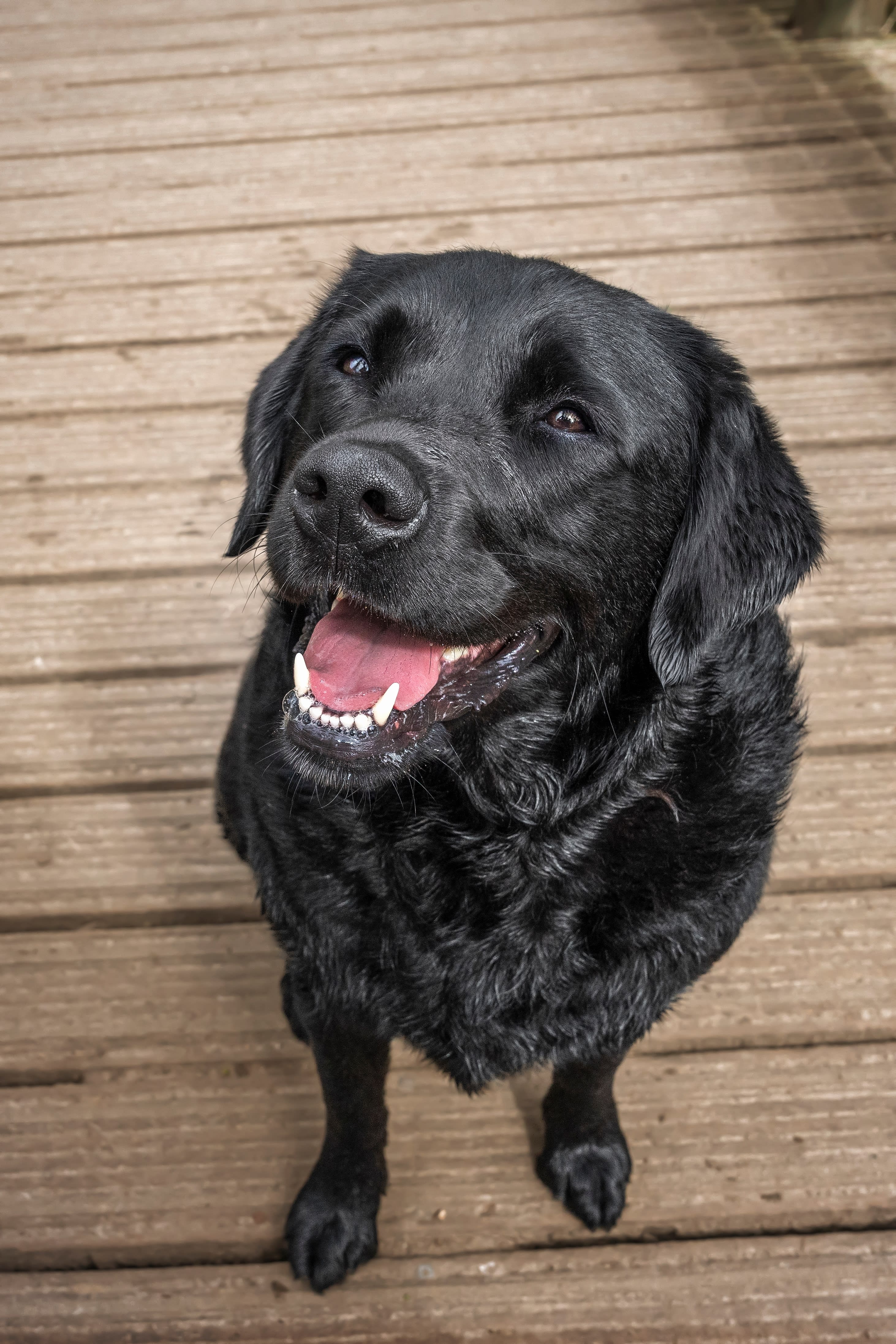 Chocolate Lab Does a Full Trust Fall on Command and His Look Says ...