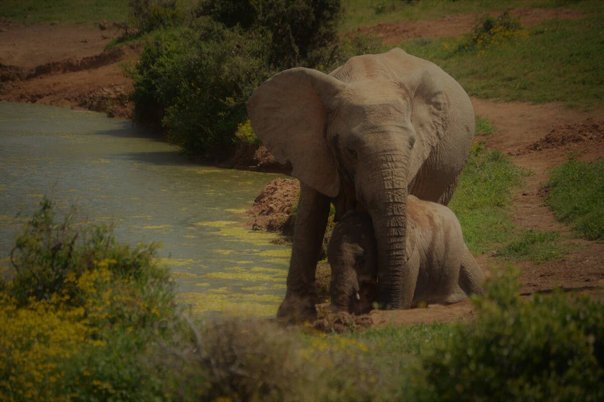 Mother Elephant’s Heroic Rescue of Baby Drowning in Raging River Has ...