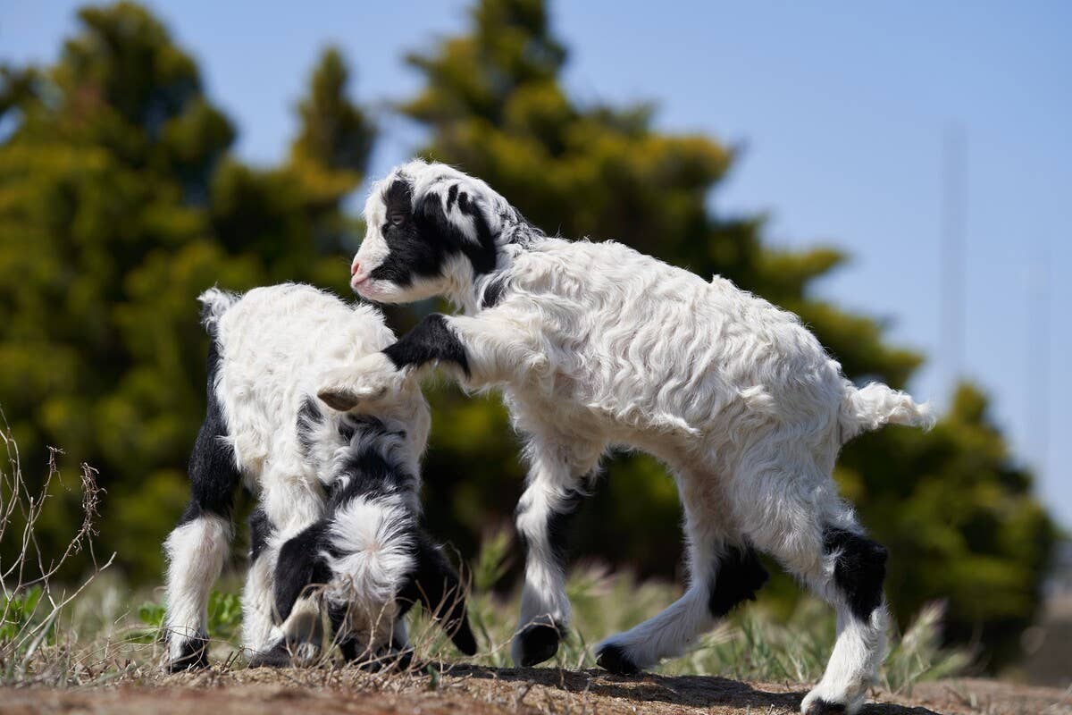 Rambunctious Goat Kids’ Attempts To Climb All Over Donkey Friend Are ...