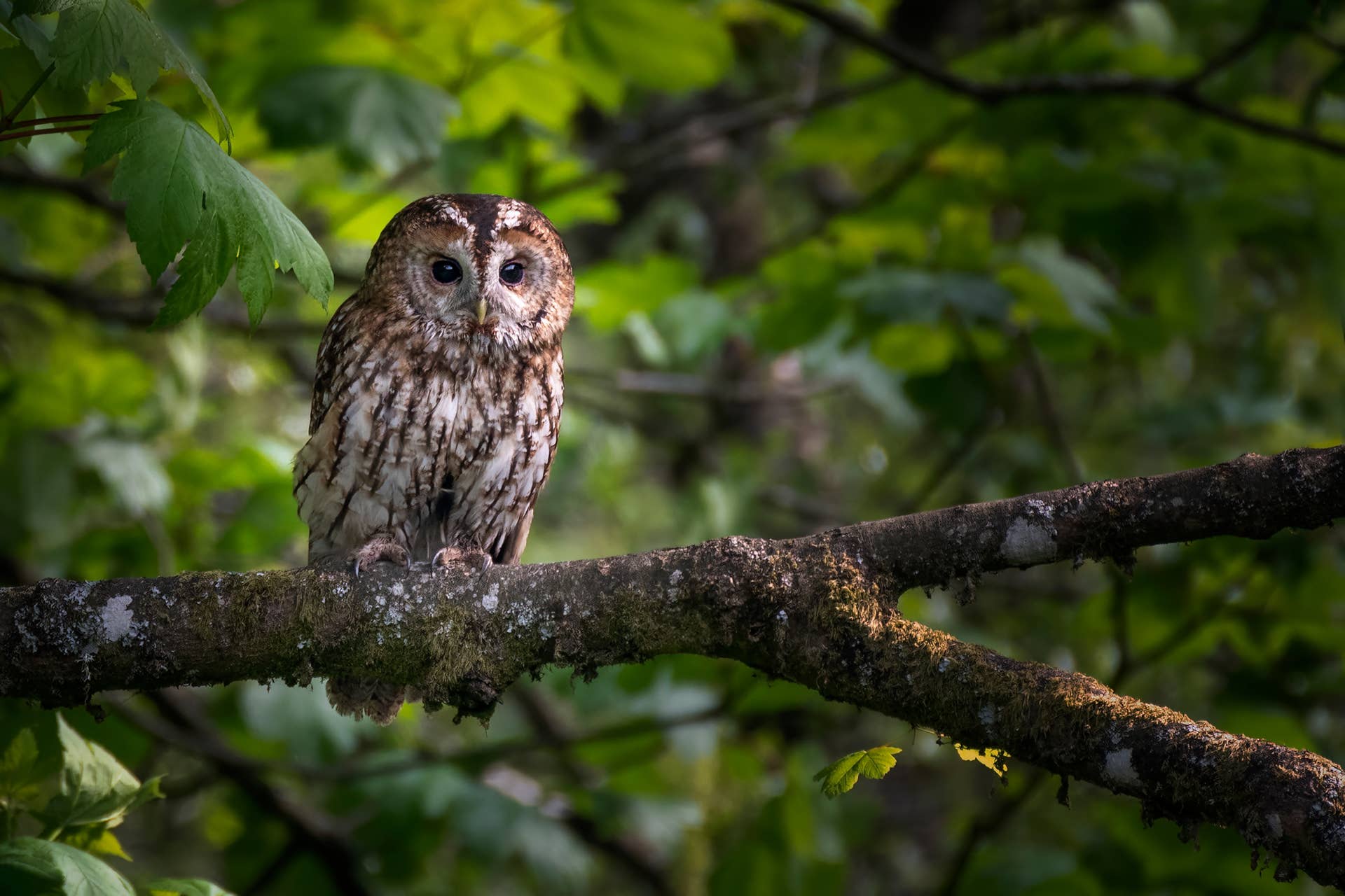 Nature Photographer In Tears After Taking a Photo of a Tawny Owl ...