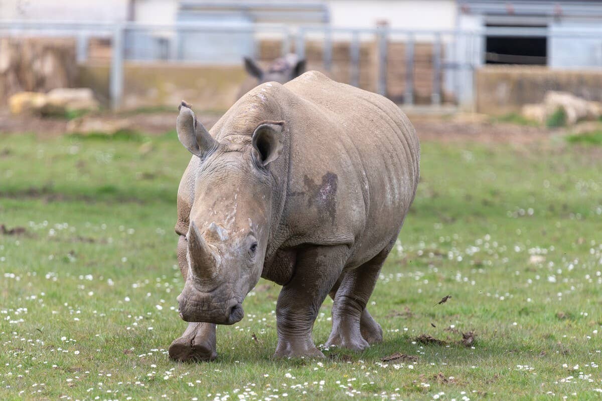 Rhino’s Adorable Zoomies Shows They’re Really Just a 6,000-Pound Puppy ...